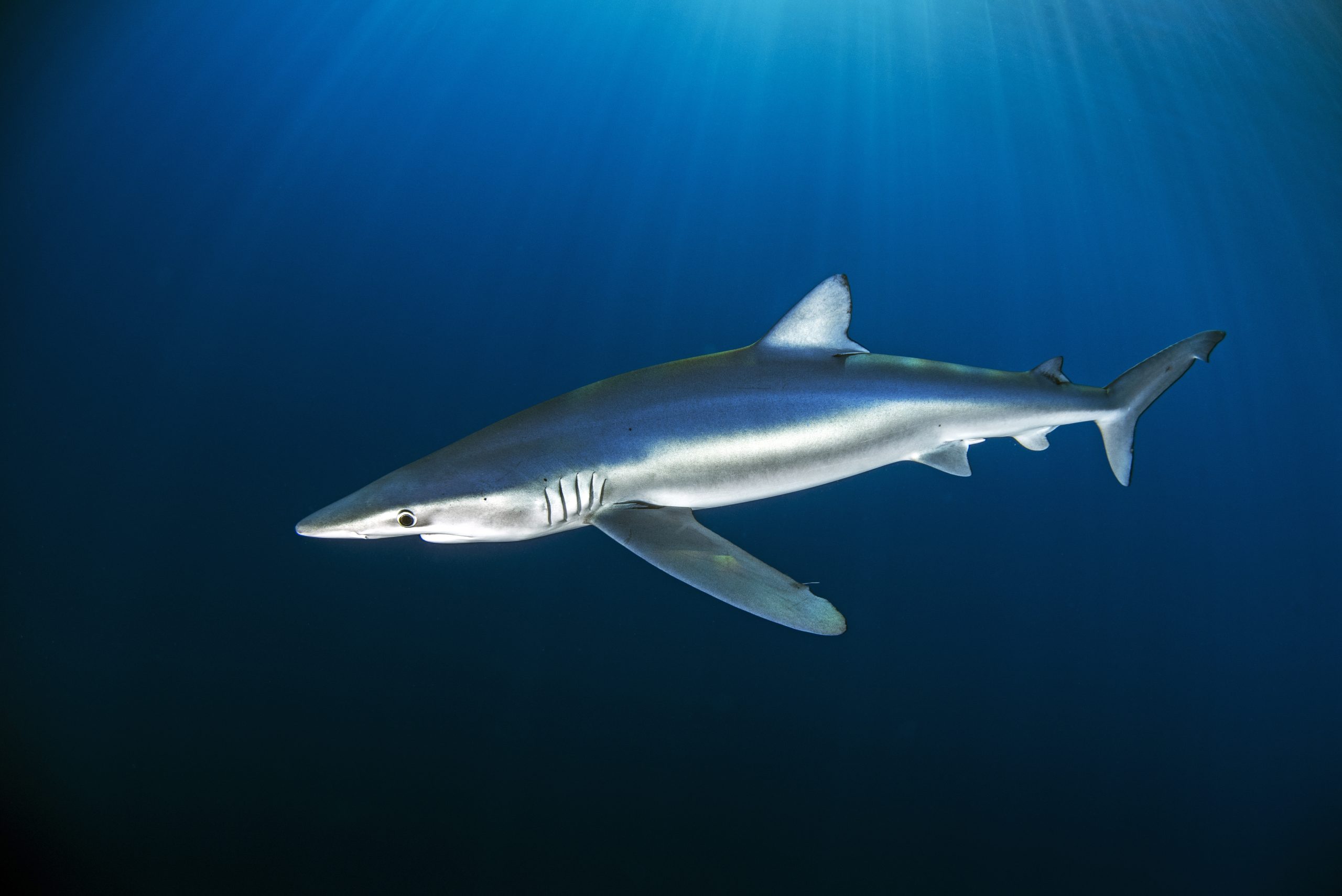 Bio-logging blue sharks - Oceanographic
