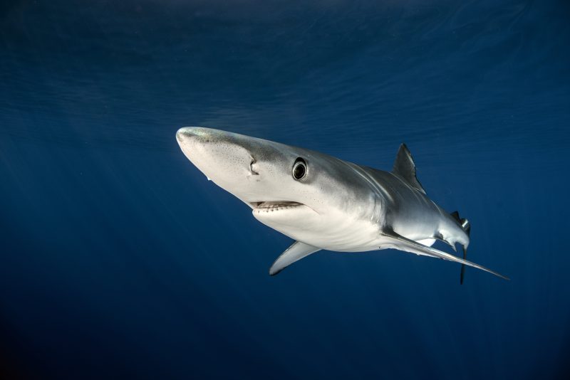 Bio-logging blue sharks - Oceanographic