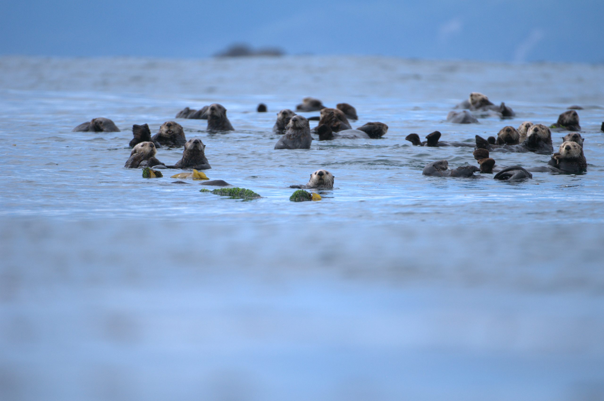 Sea otters: Ancient coexistence - Oceanographic