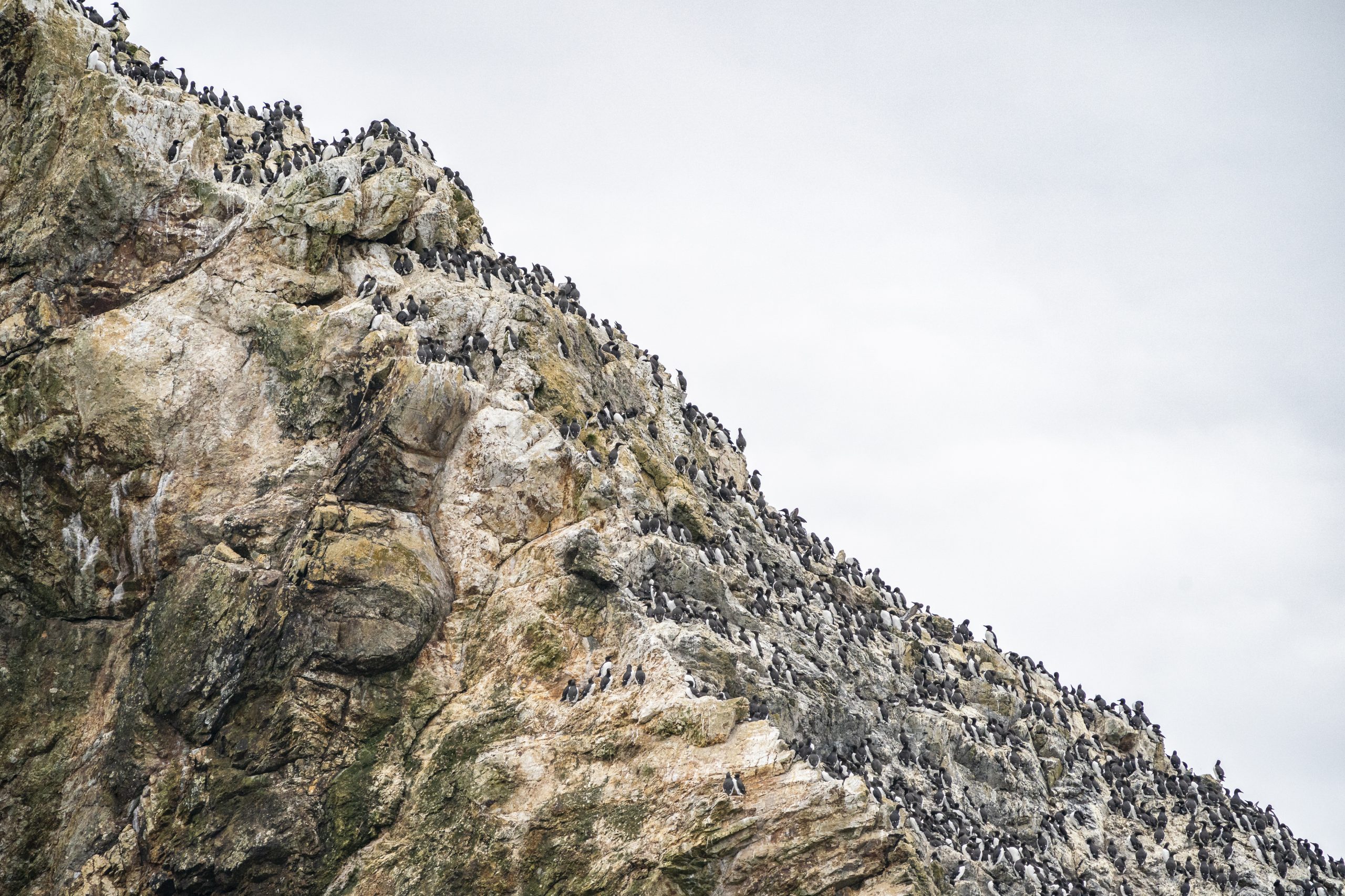Triangle island - Oceanographic