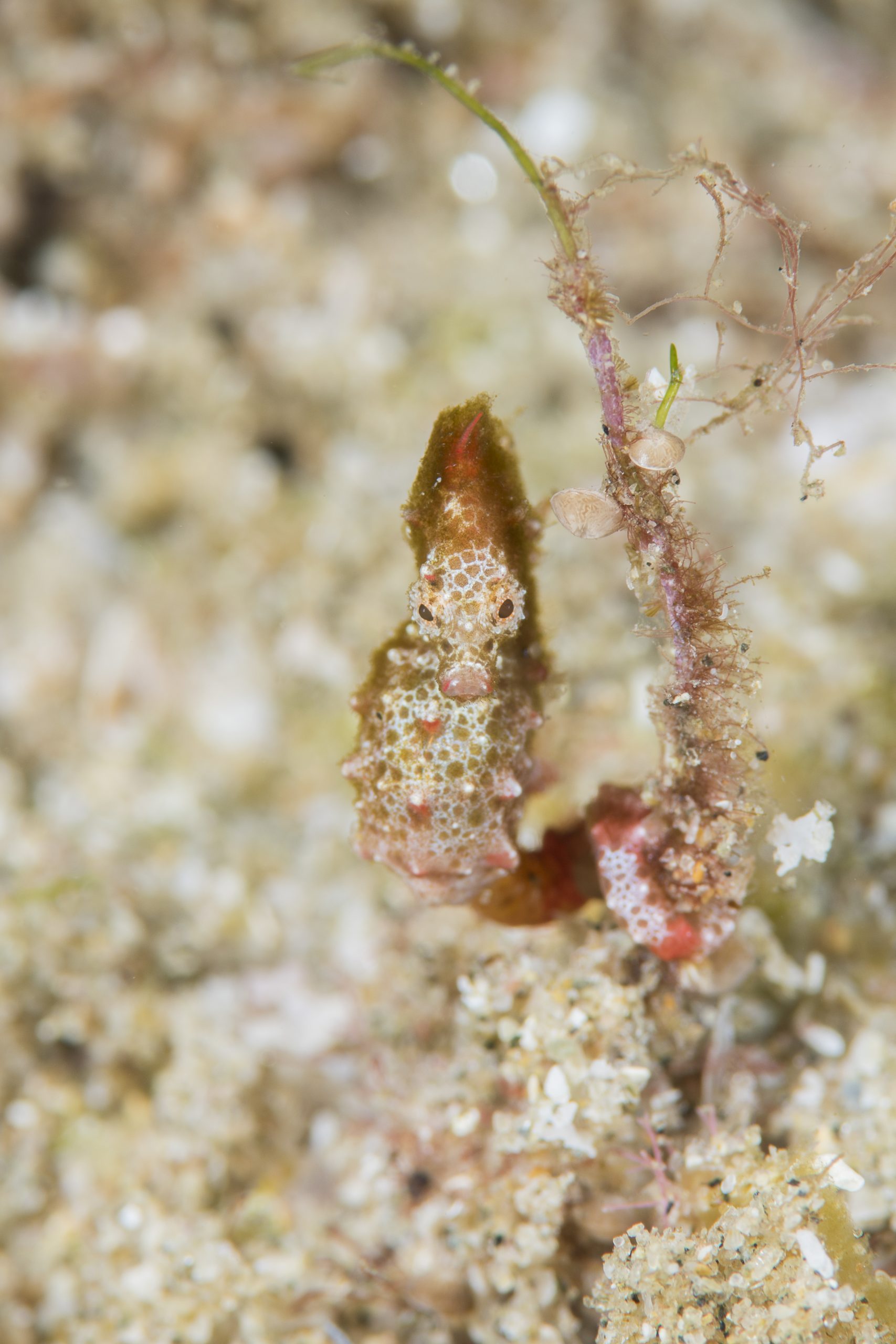 Pygmy seahorses: Big little lives - Oceanographic