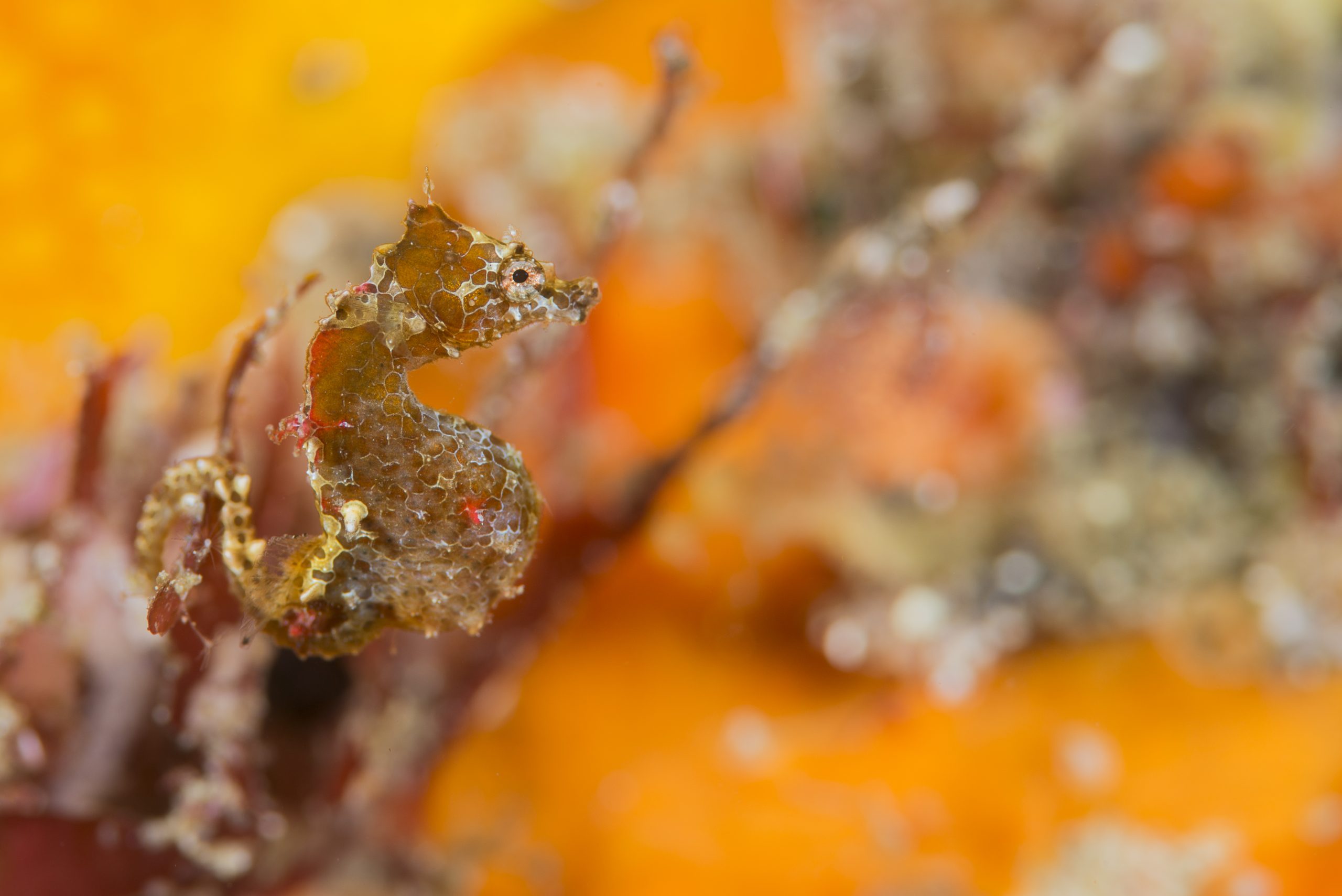 Pygmy seahorses: Big little lives - Oceanographic