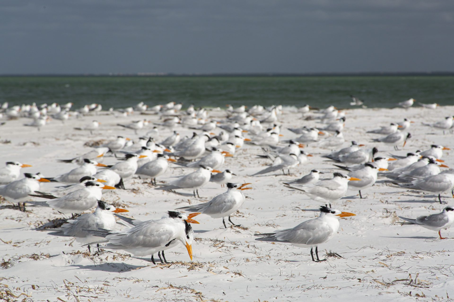 Anclote Keys: A guest in the wild - Oceanographic