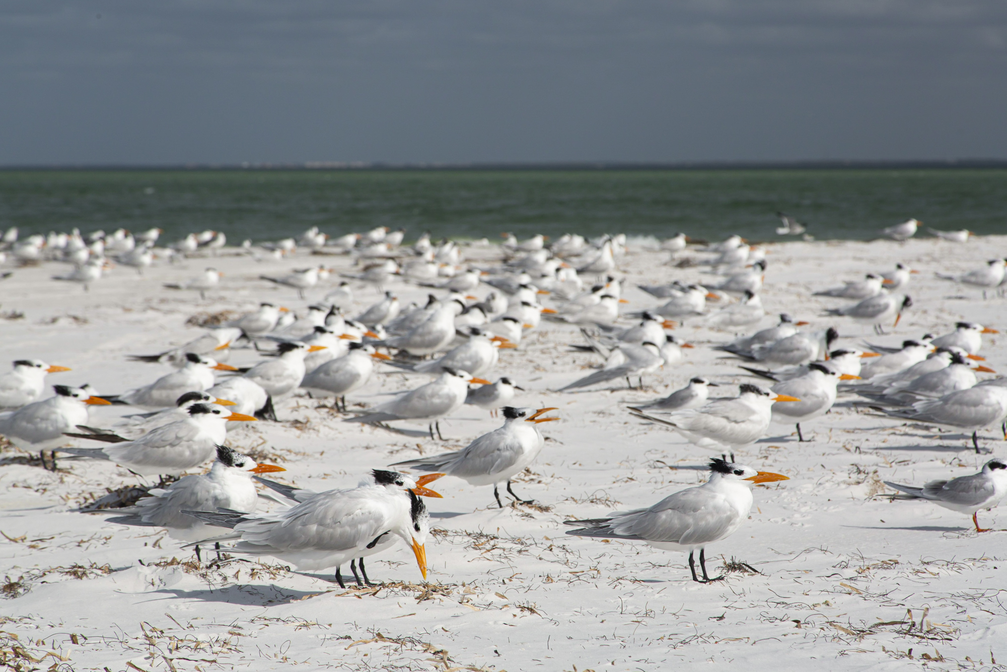 Anclote Keys: A guest in the wild - Oceanographic