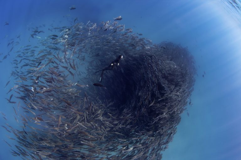 Hanli Prinsloo: The long game - Oceanographic