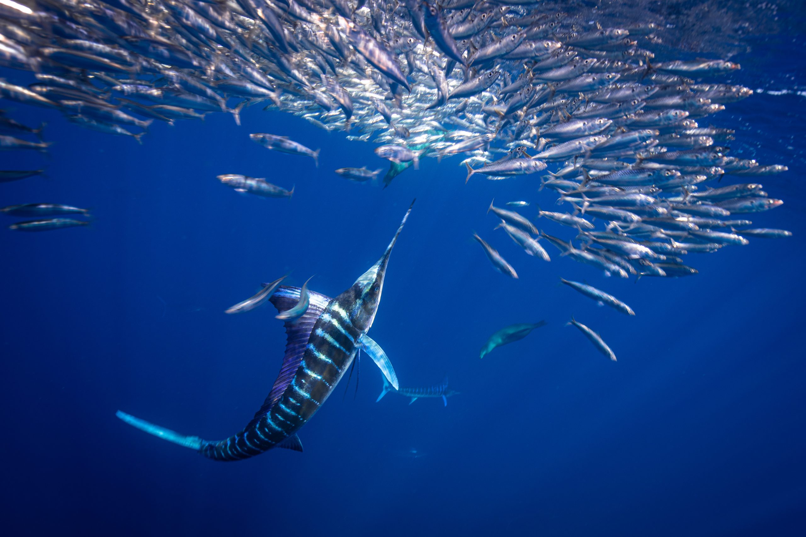 Baja's marlins: Chasing lightning - Oceanographic