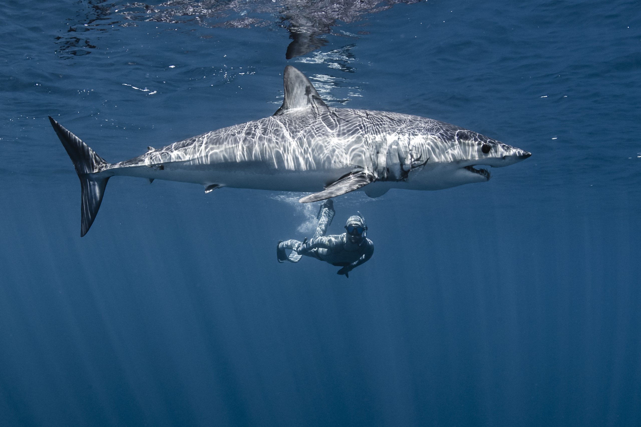 Riley Elliot: A victory for sharks - Oceanographic