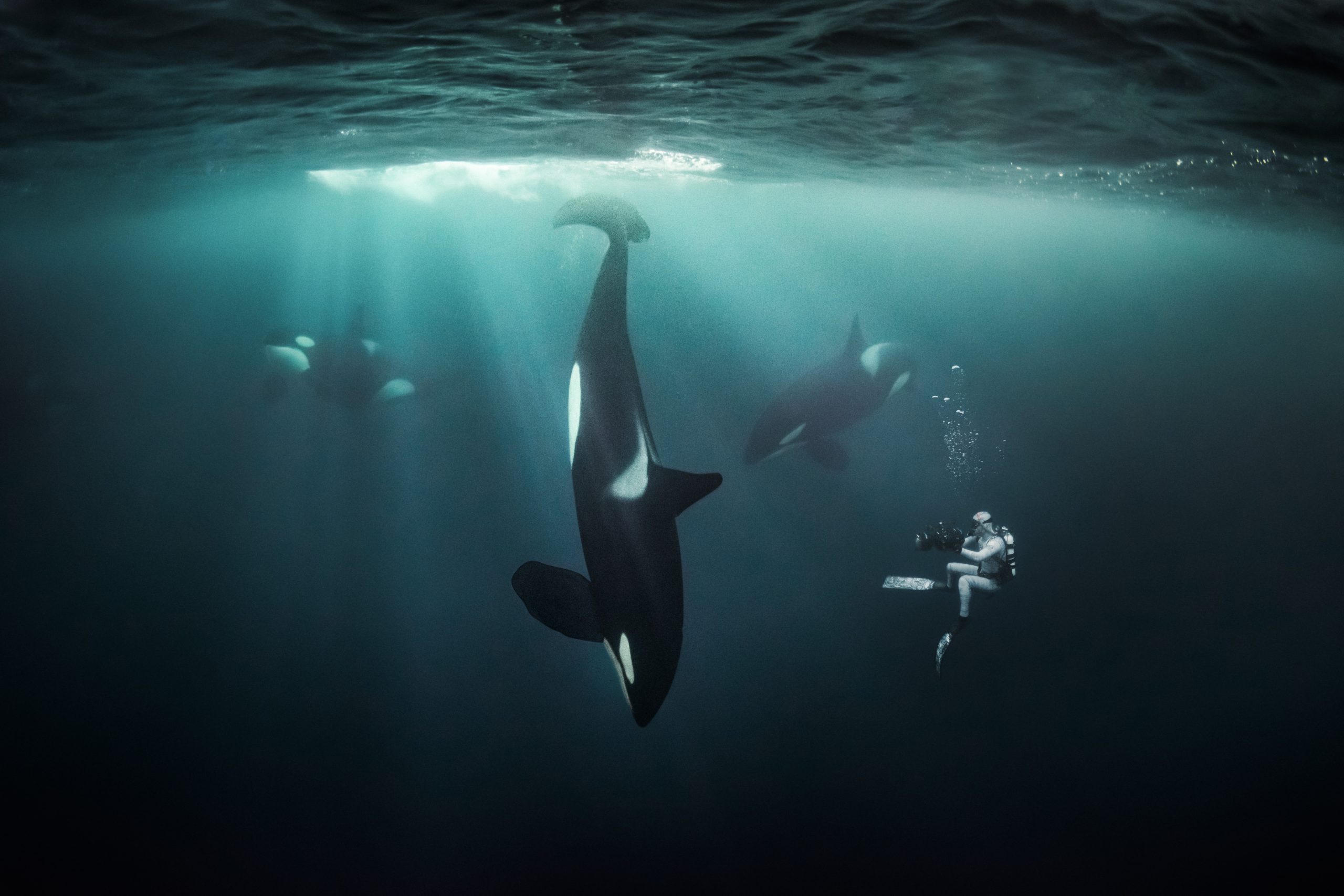 Dancing with orcas - Oceanographic