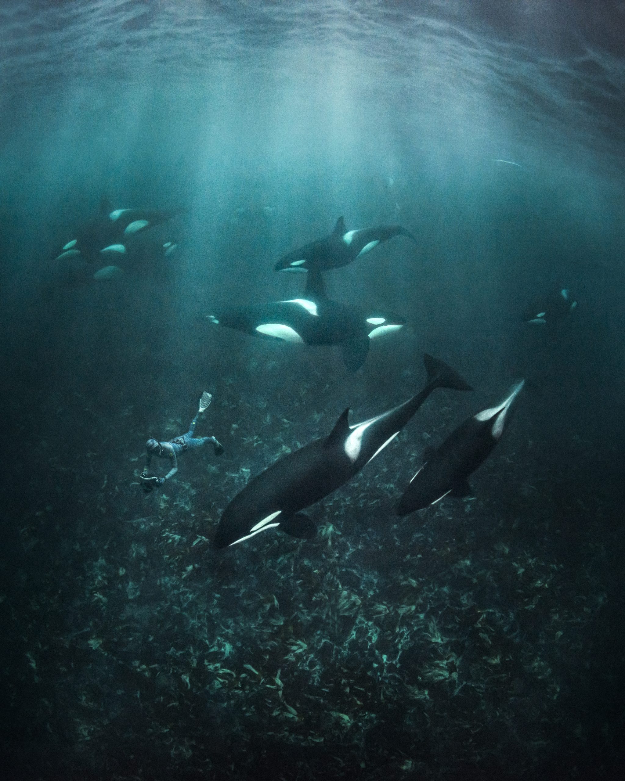 Dancing with orcas - Oceanographic