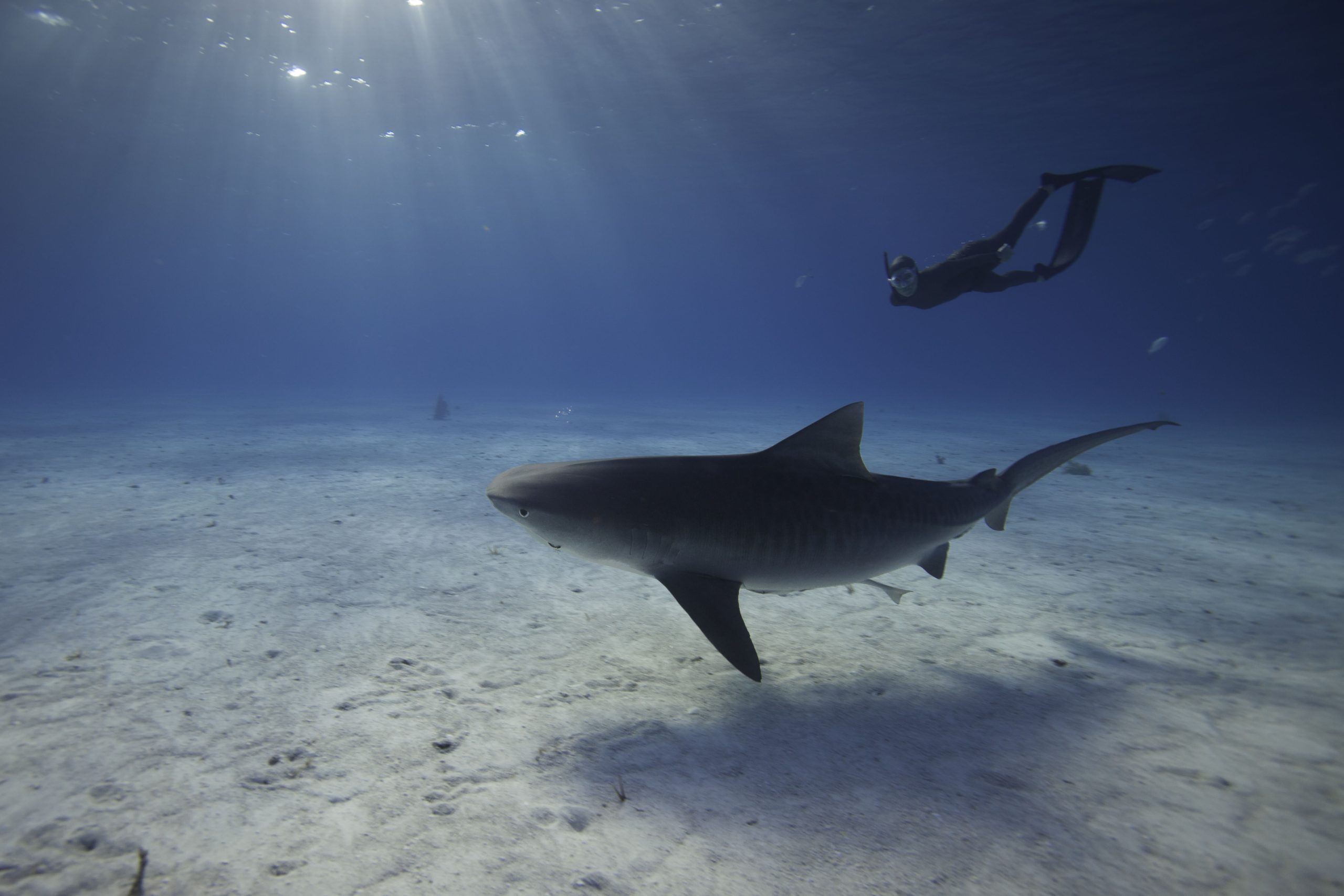 Hanli Prinsloo: Wilderness above and below - Oceanographic