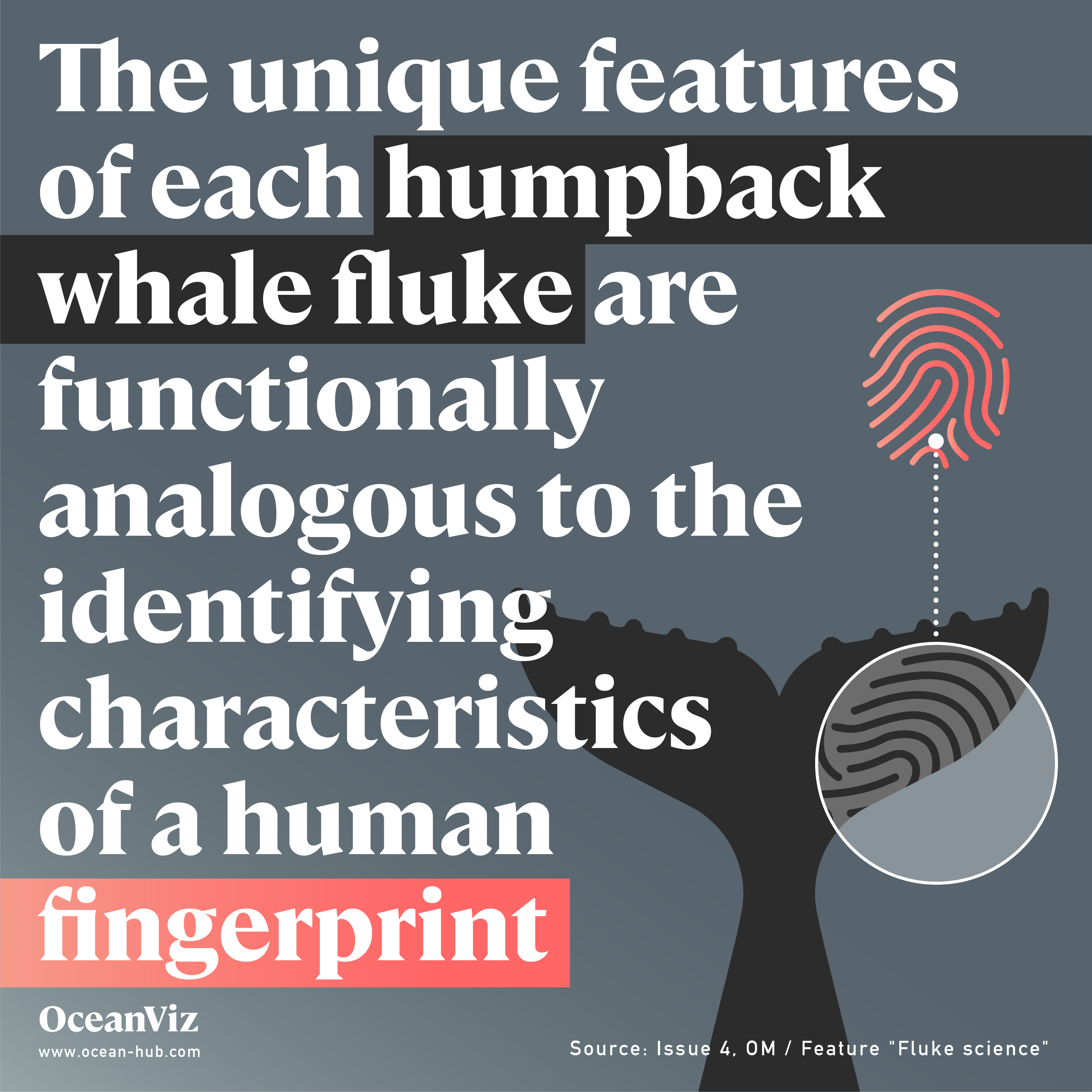 Humpback whale fluke features - Oceanographic