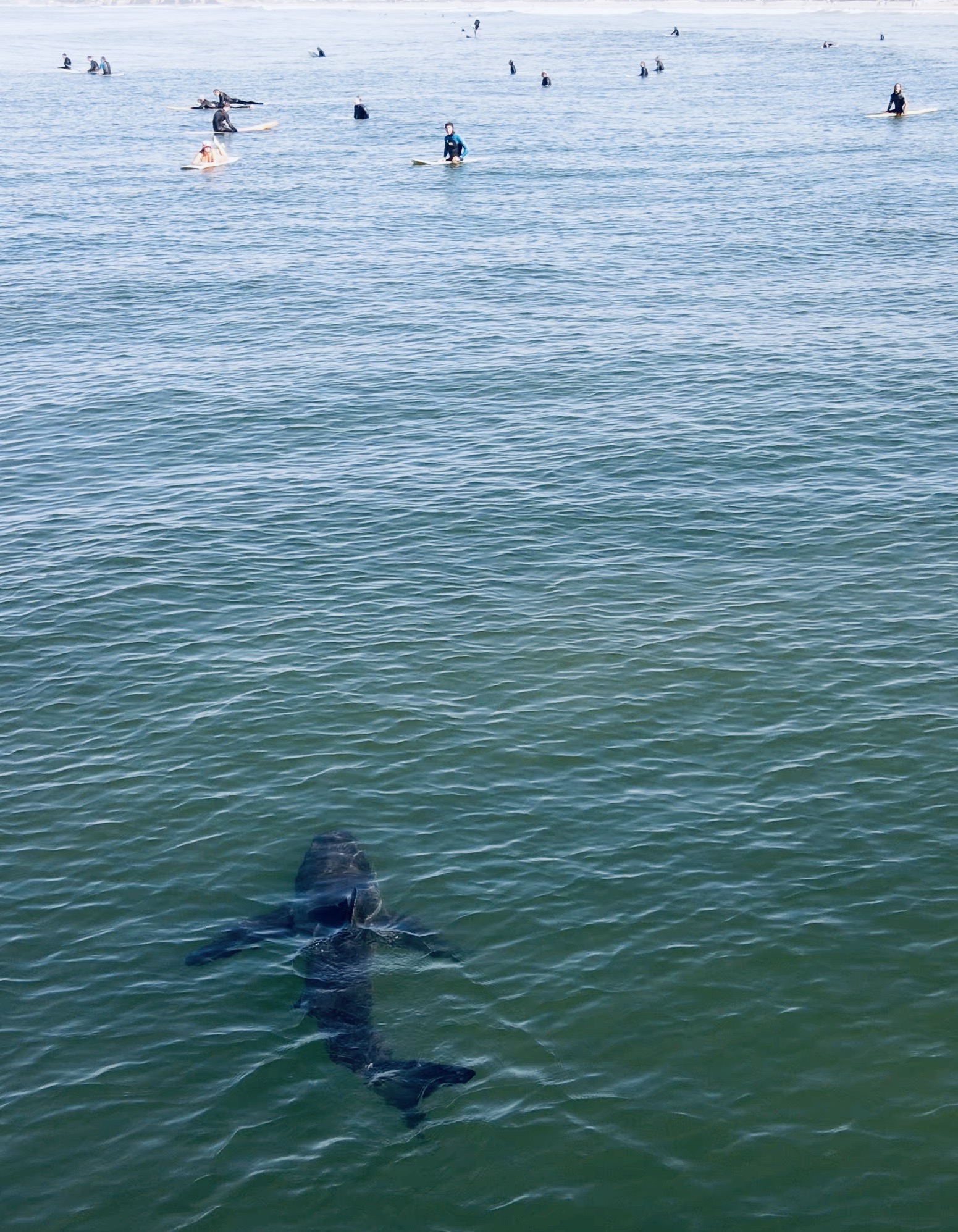 Great white sharks drone footage shows co-existence - Oceanographic