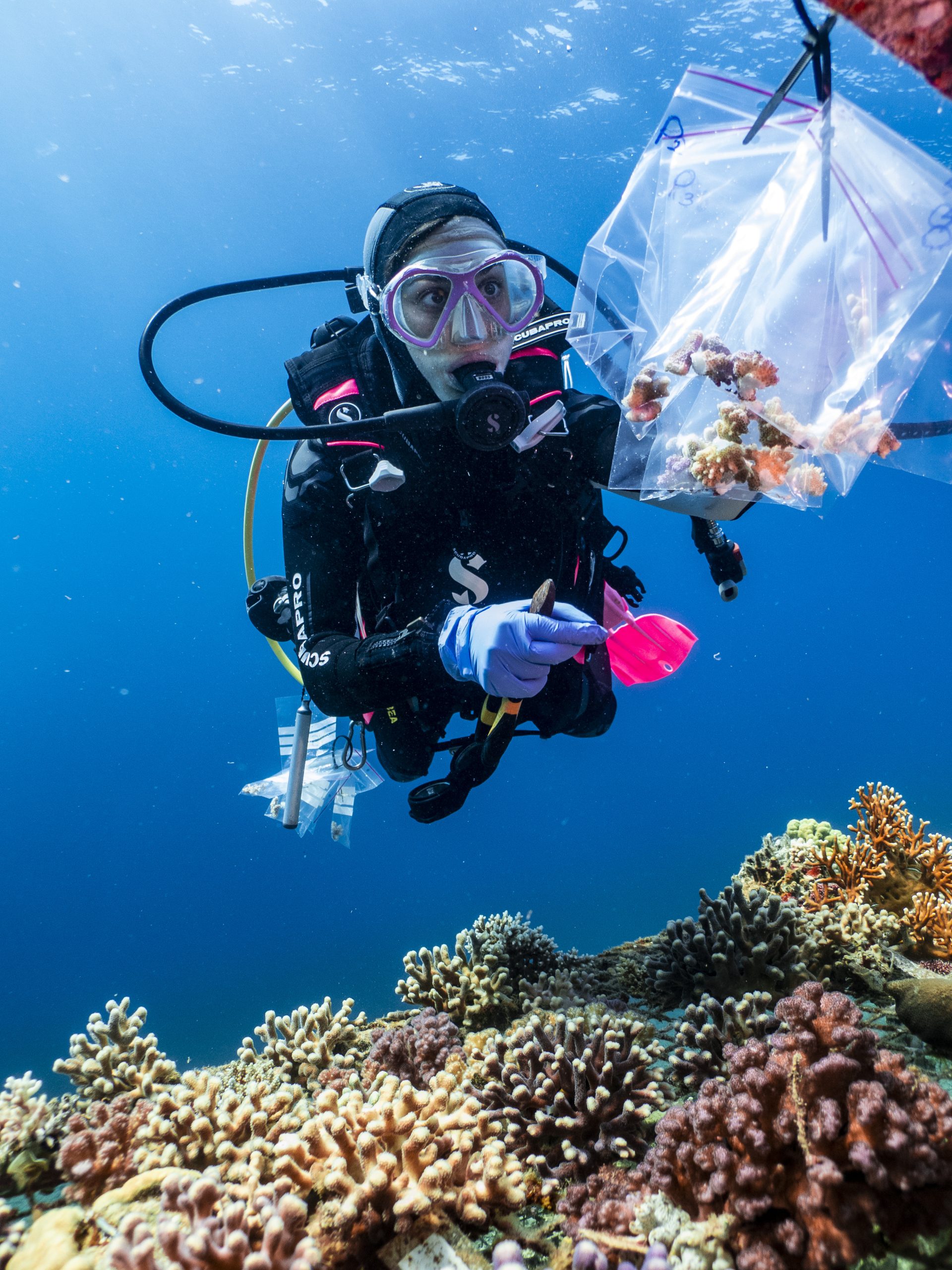 Gulf of Eilat/Aqaba: Super corals - Oceanographic