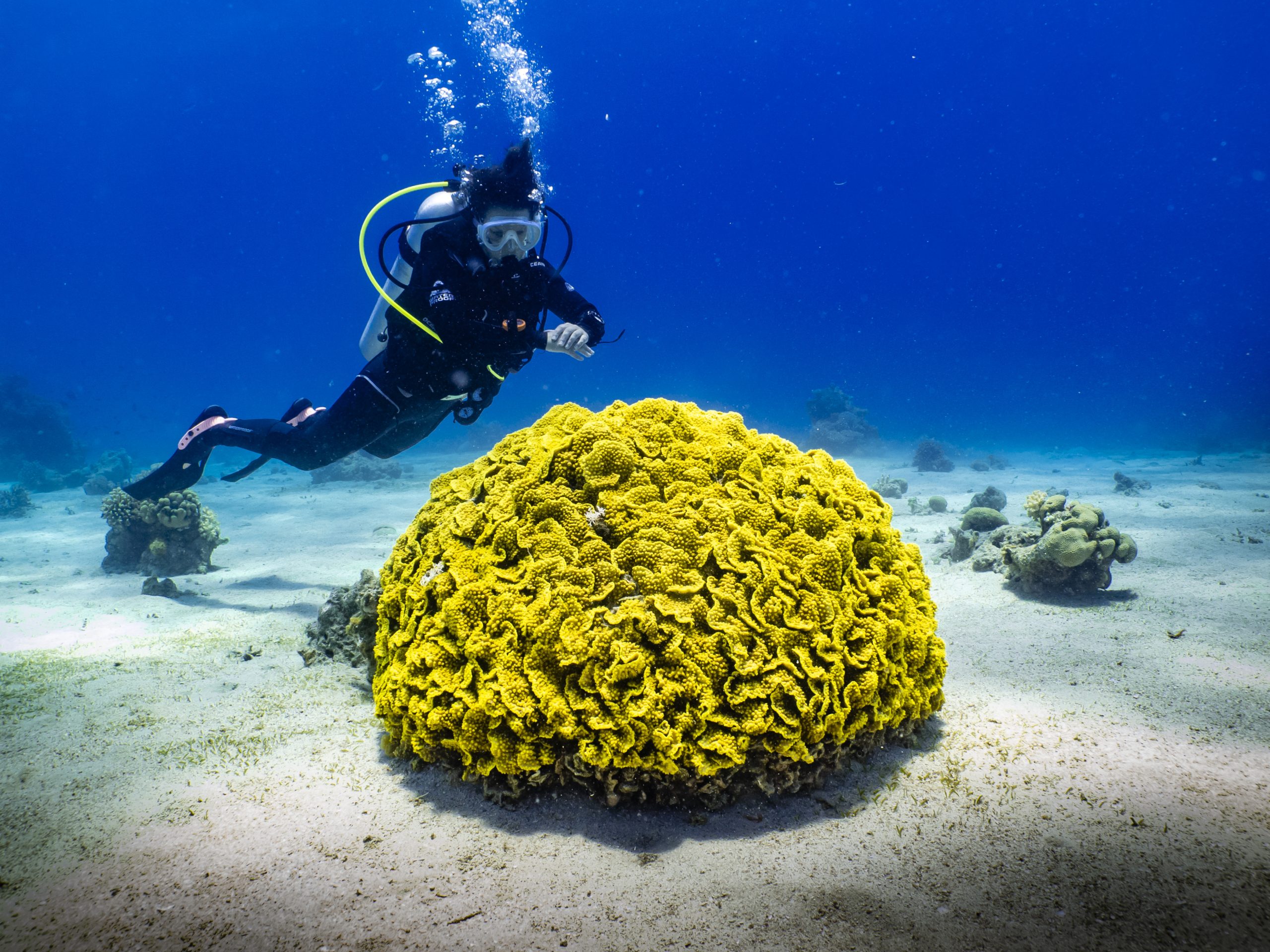 Gulf of Eilat/Aqaba: Super corals - Oceanographic