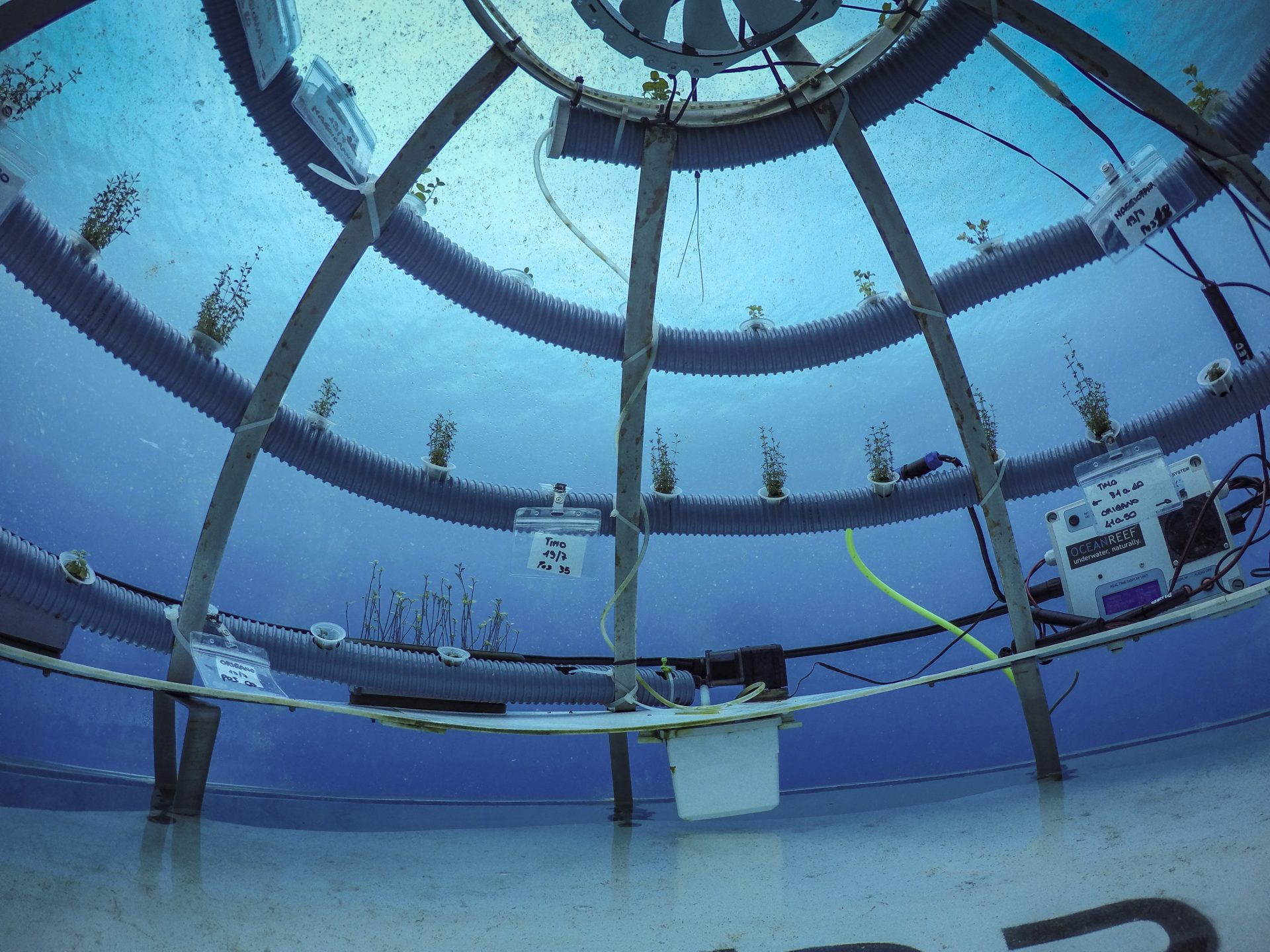 Nemo's Garden: Visiting Italy's underwater farmers - Oceanographic