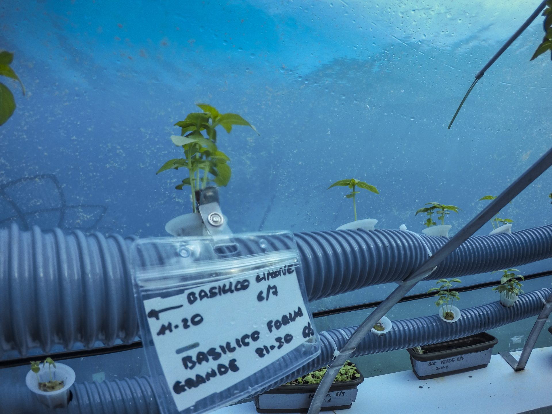 Nemo's Garden: Visiting Italy's underwater farmers - Oceanographic