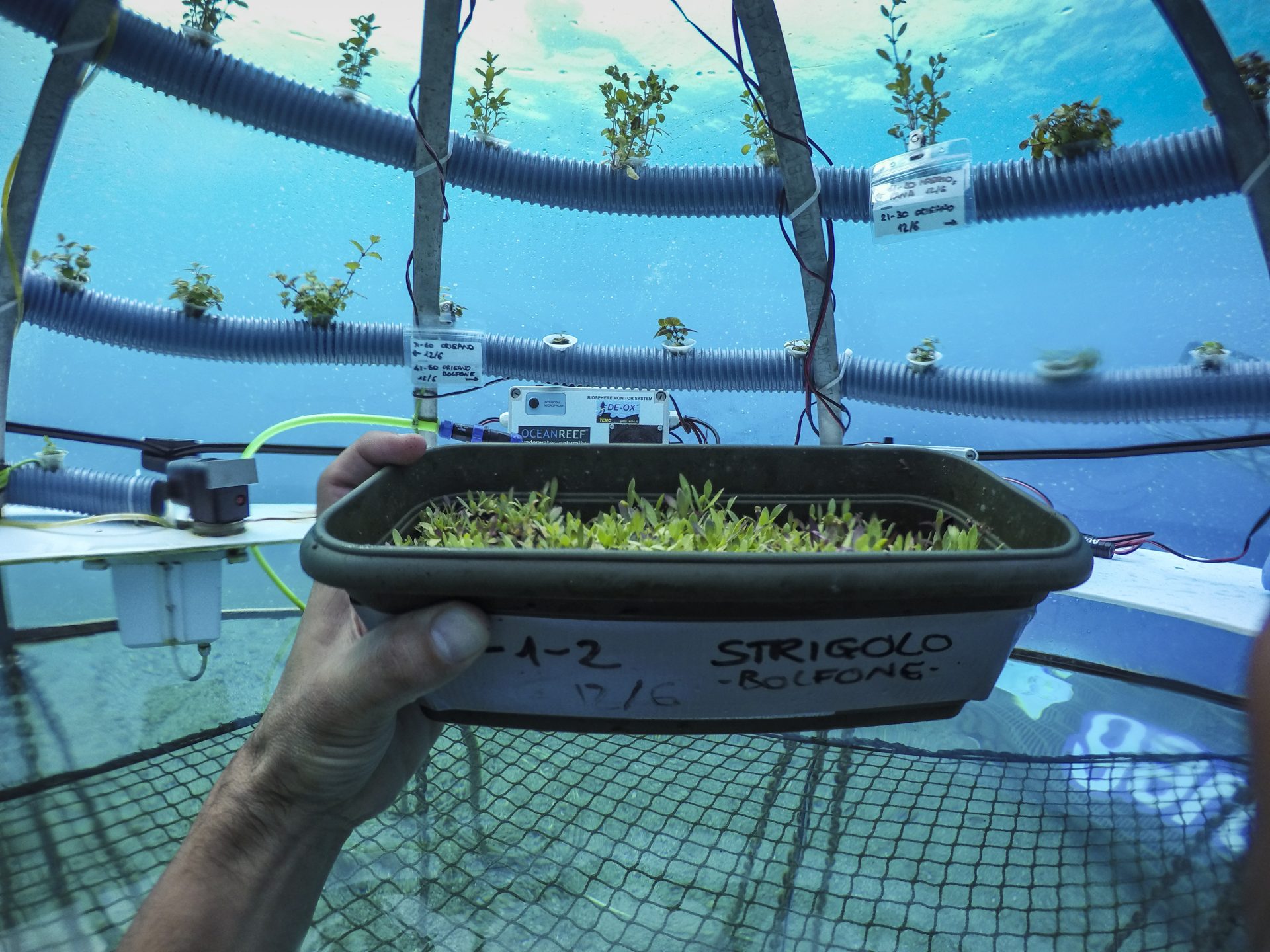 Nemo's Garden: Visiting Italy's underwater farmers - Oceanographic