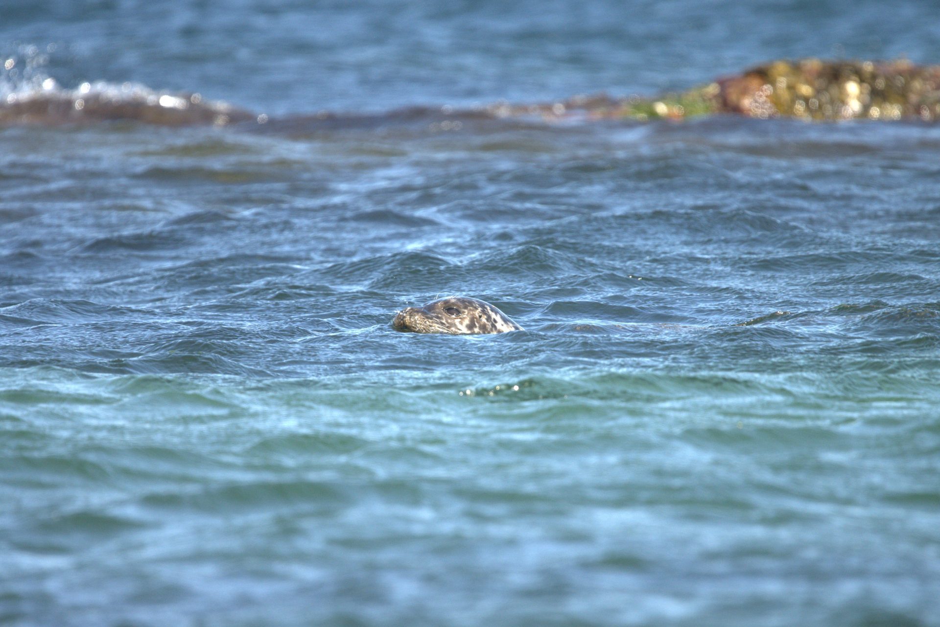 The secret lives of seals - Oceanographic