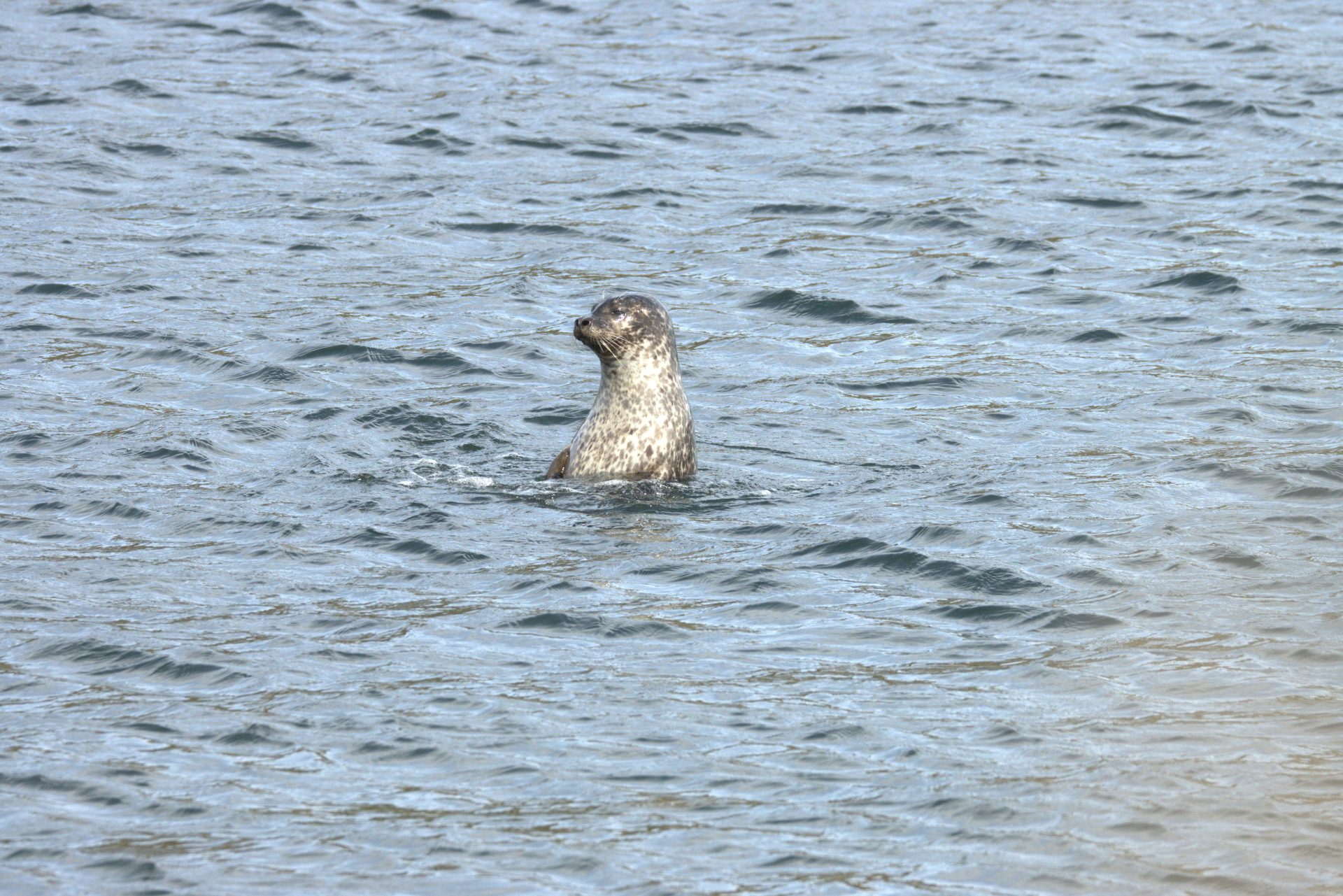 The secret lives of seals - Oceanographic
