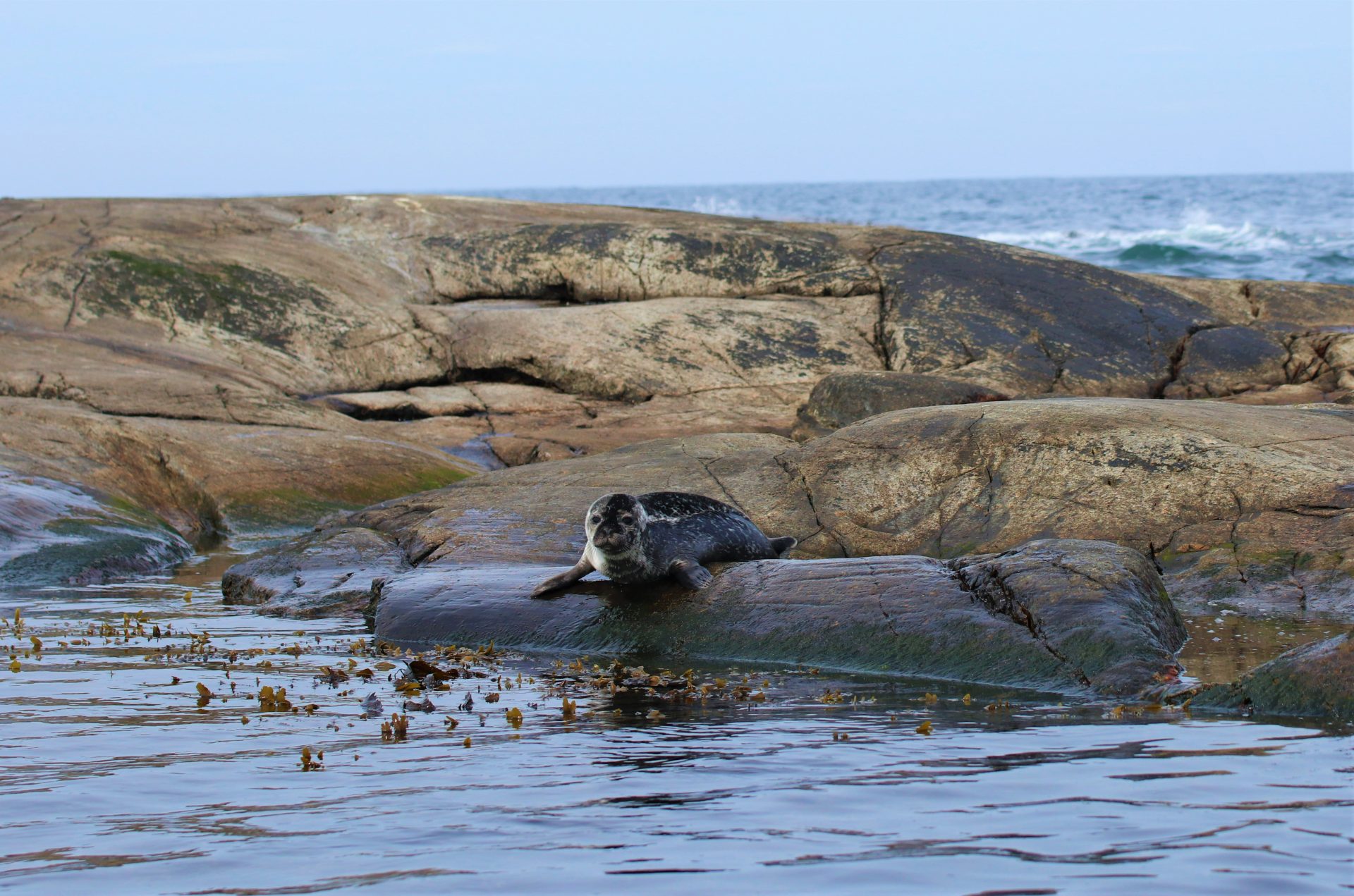 The secret lives of seals - Oceanographic