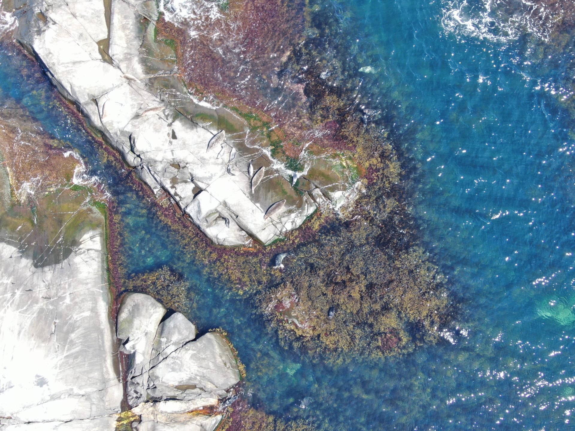 The secret lives of seals - Oceanographic