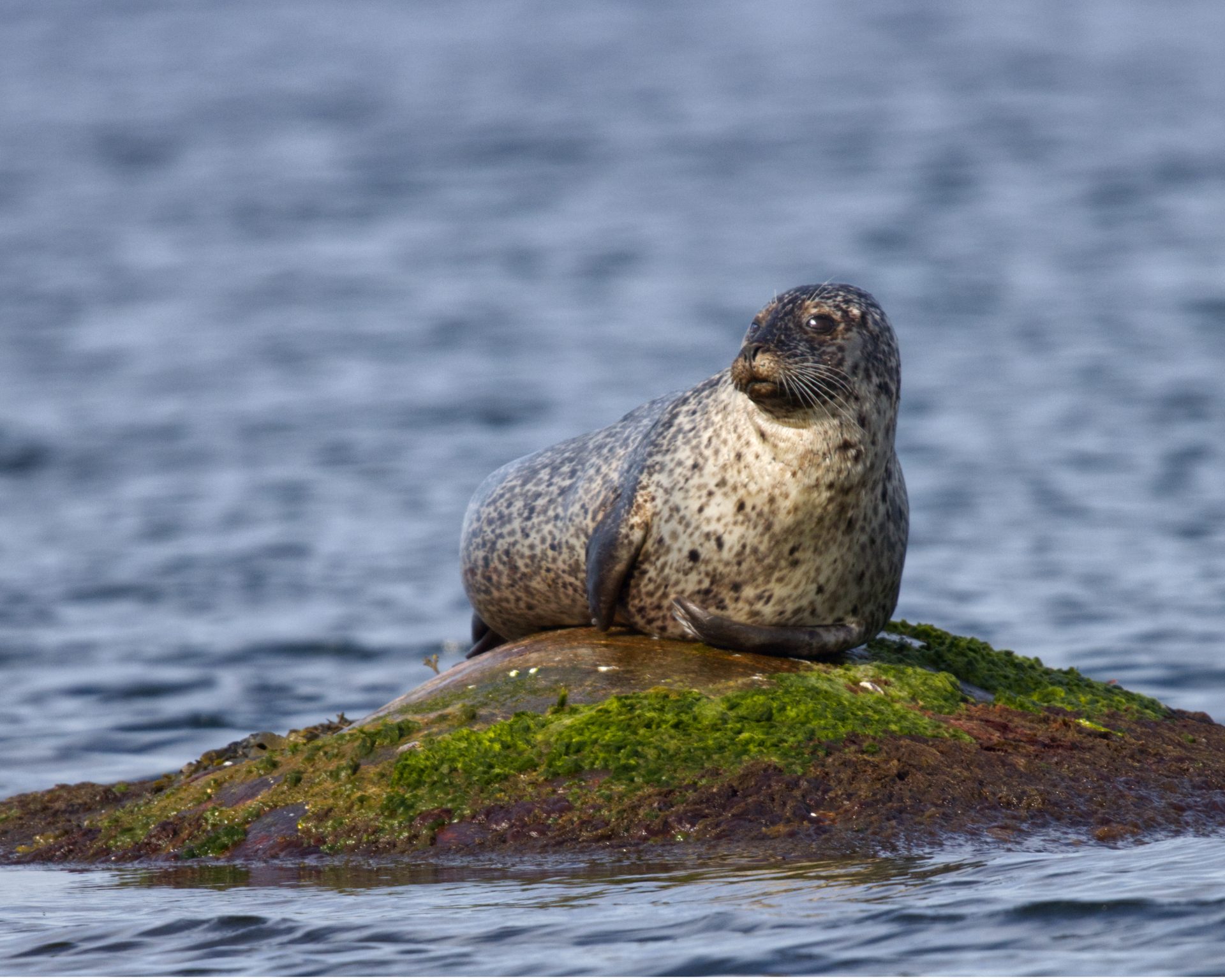 The secret lives of seals - Oceanographic