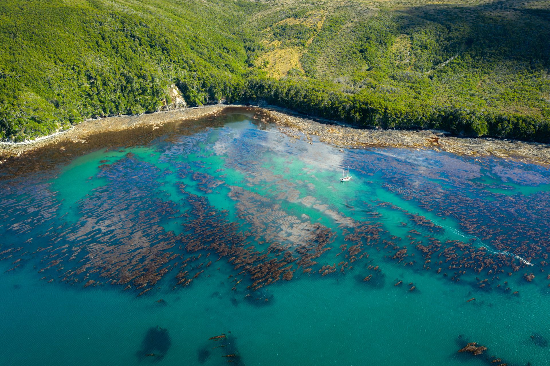 Patagonia: The sea forests at the end of the world - Oceanographic