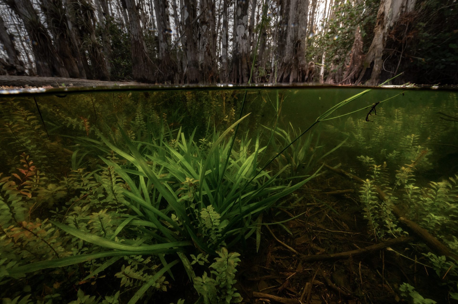 The Everglades: A different kind of wild - Oceanographic