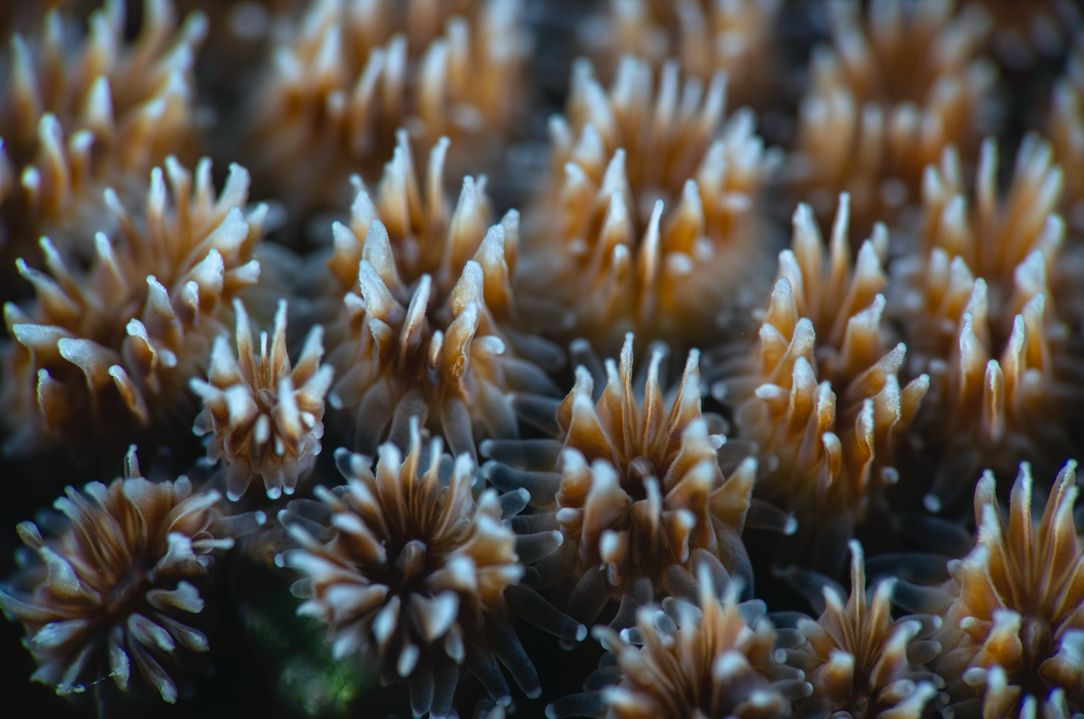 Scott Reef: Keeping the drills at bay - Oceanographic