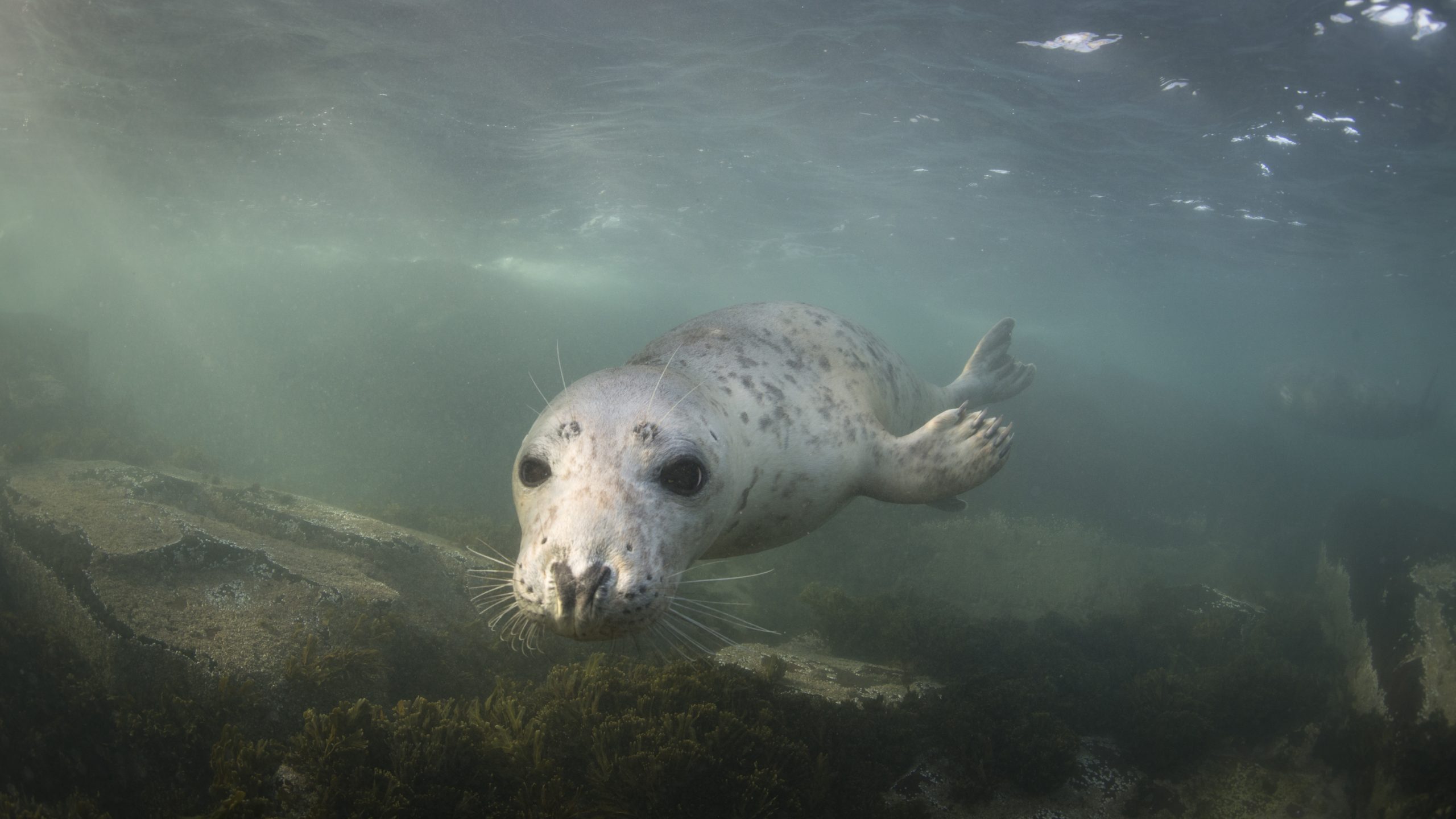 Protecting grey seals - Oceanographic