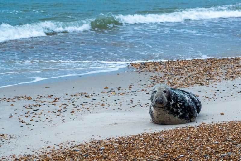 Protecting grey seals - Oceanographic