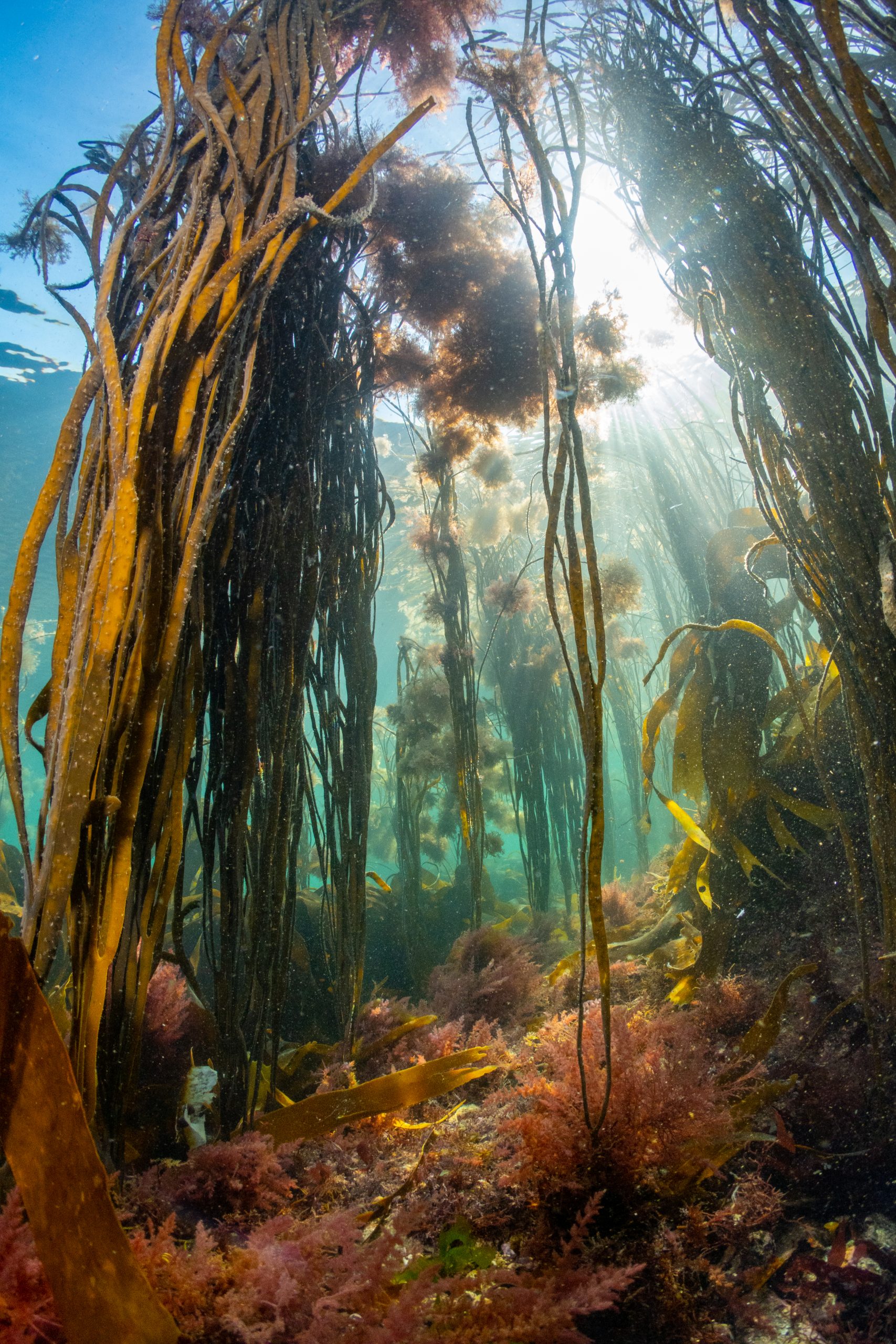 Sussex kelp restoration: a story of hope - Oceanographic