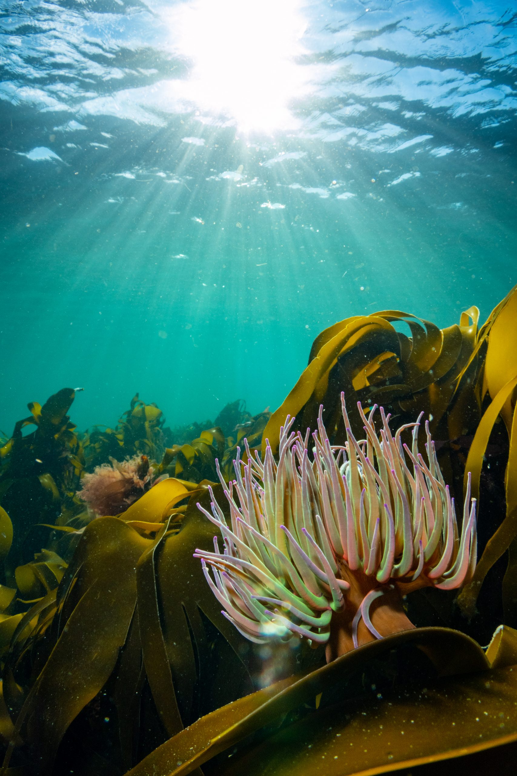 Sussex kelp restoration: a story of hope - Oceanographic