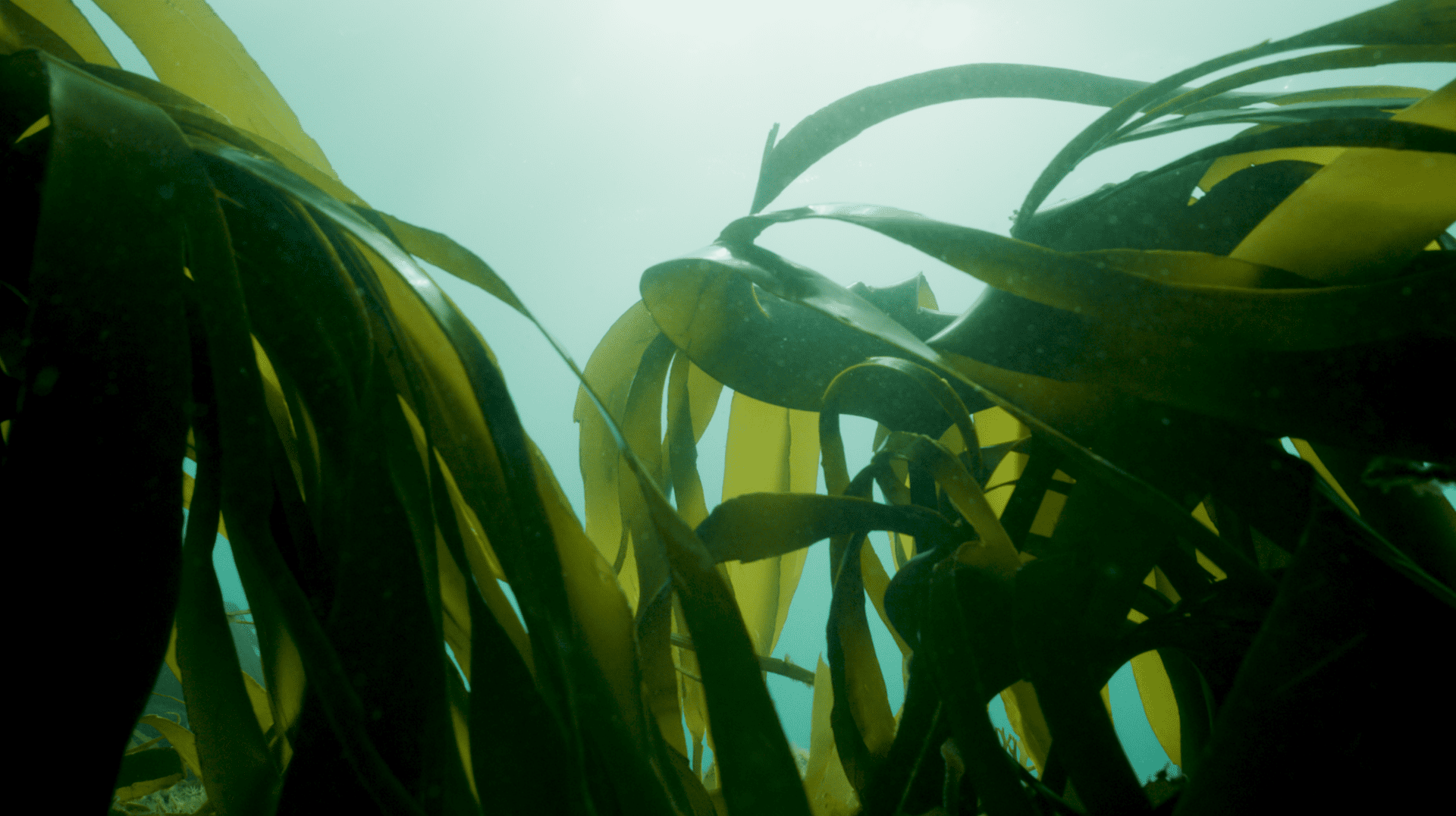 Sussex kelp restoration: a story of hope - Oceanographic