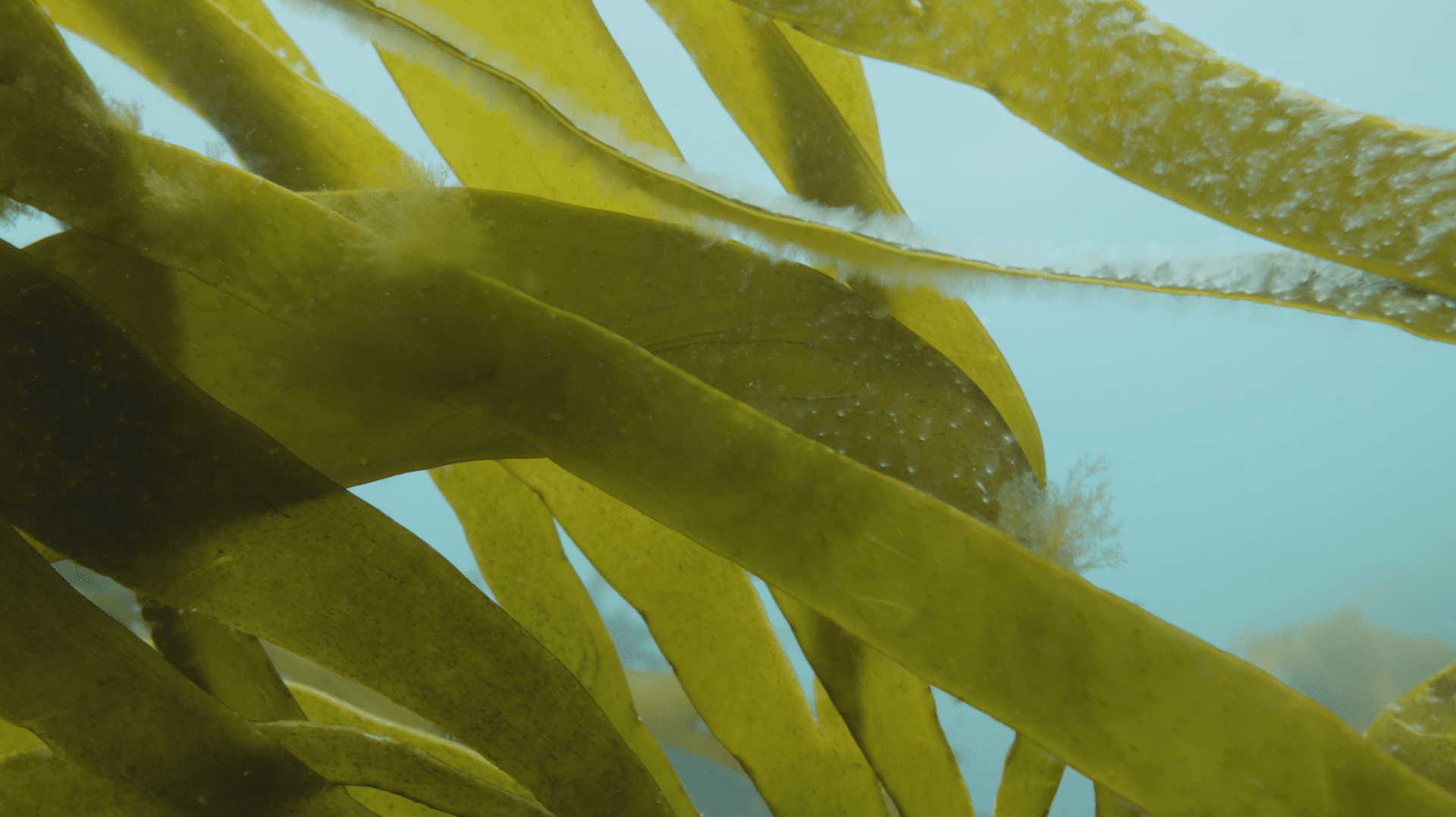 Sussex kelp restoration: a story of hope - Oceanographic