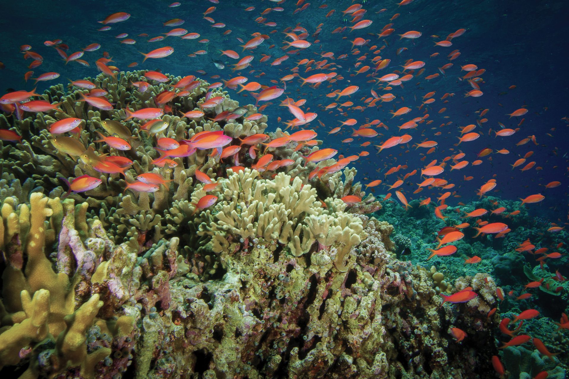 Underwater reflections: Exploring reefs around the globe - Oceanographic