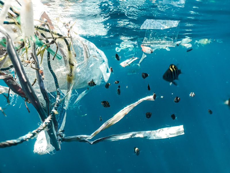 Over 800 new species discovered in world's biggest ocean mission ...