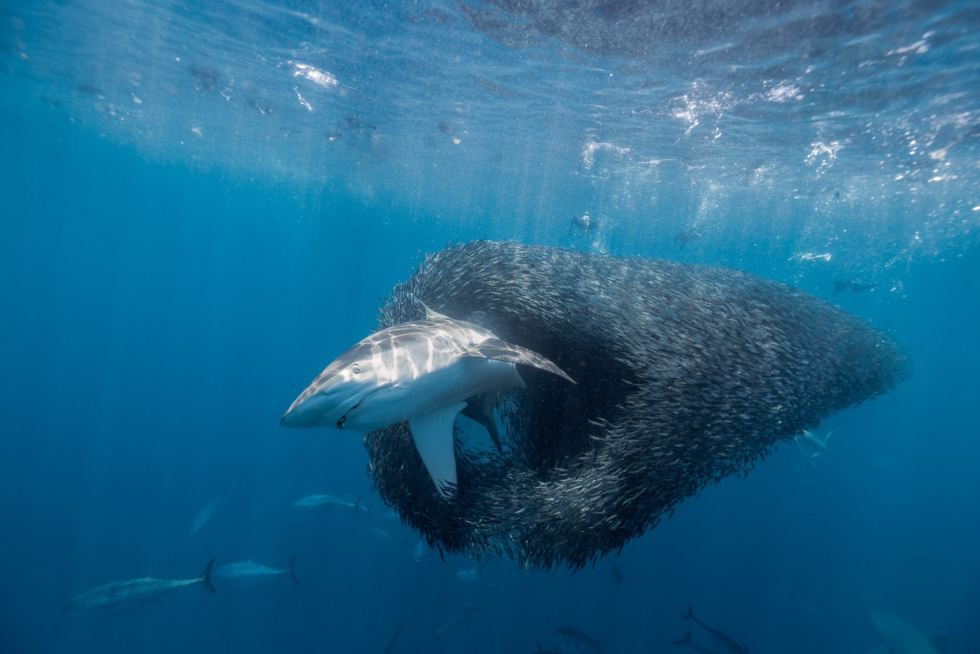 Bait ball diving on the Ningaloo Reef Oceanographic