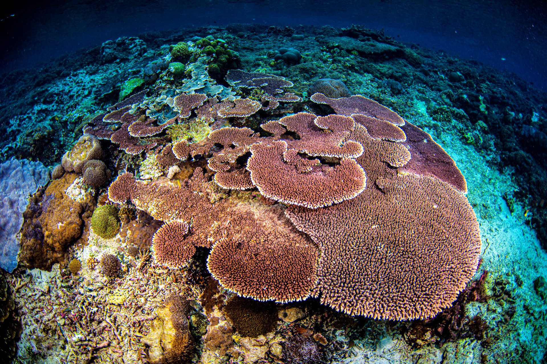 Community coral restoration on Nusa Penida - Oceanographic