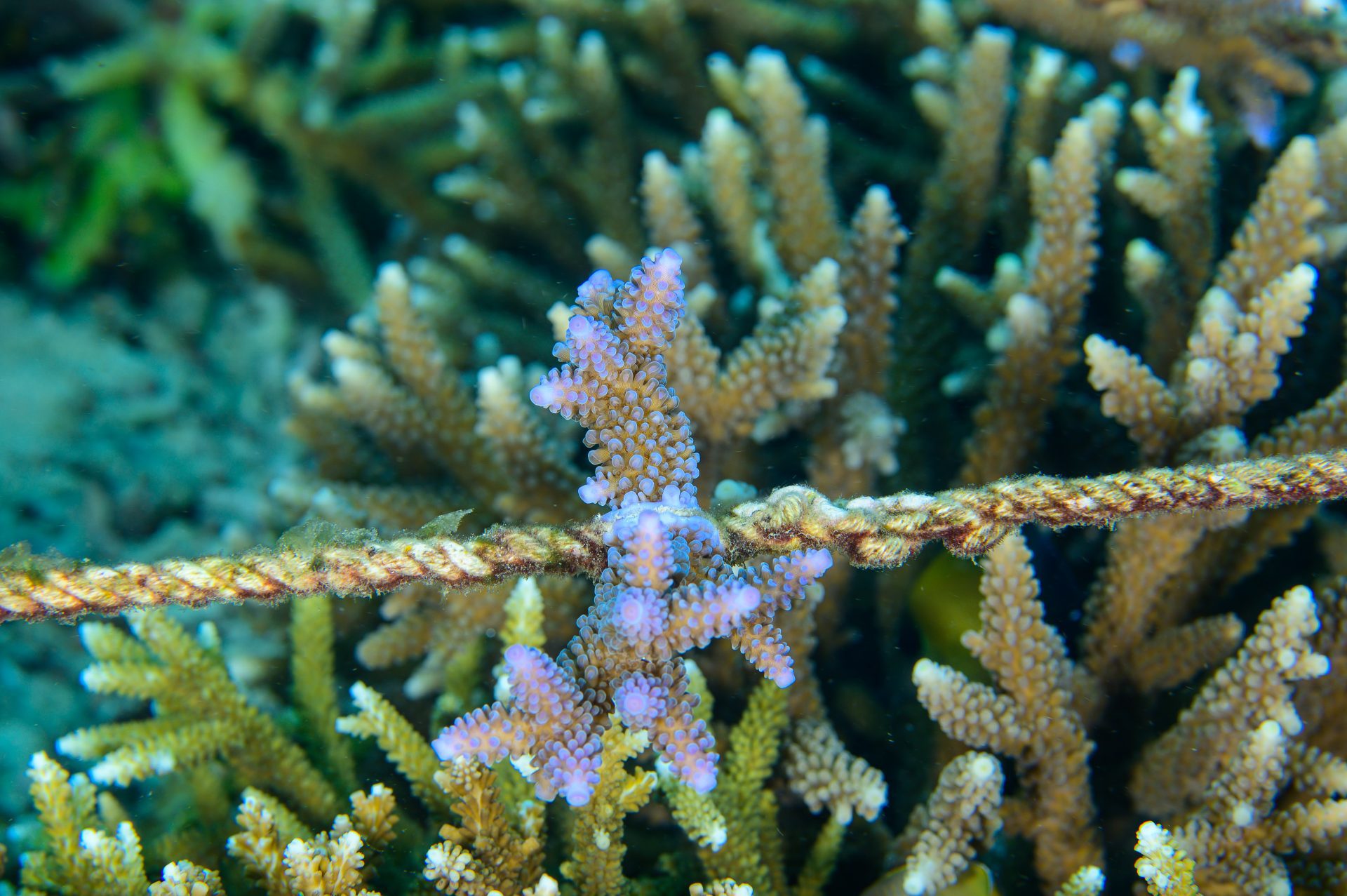 Community coral restoration on Nusa Penida - Oceanographic