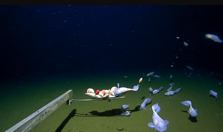 World's deepest fish photographed off Japan - Oceanographic