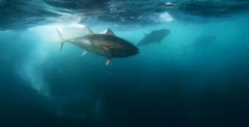 Filming tuna - Oceanographic