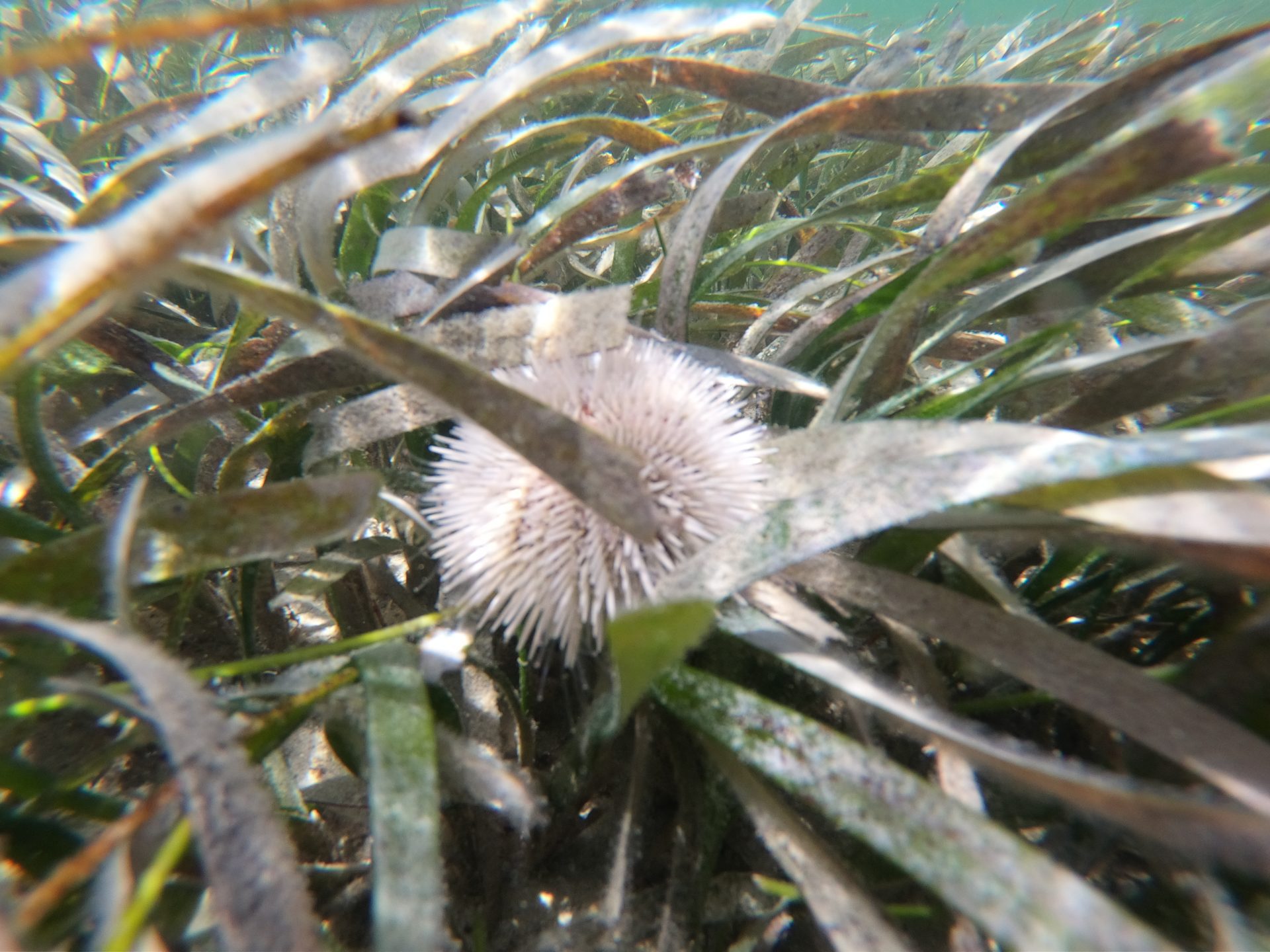 Bay watch in Miami - Oceanographic