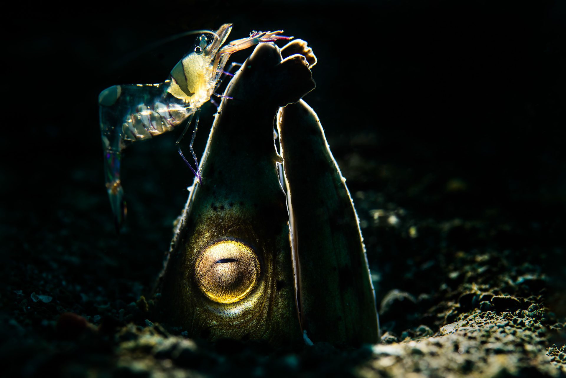 Sense of wonder: An interview with Brook Peterson - Oceanographic