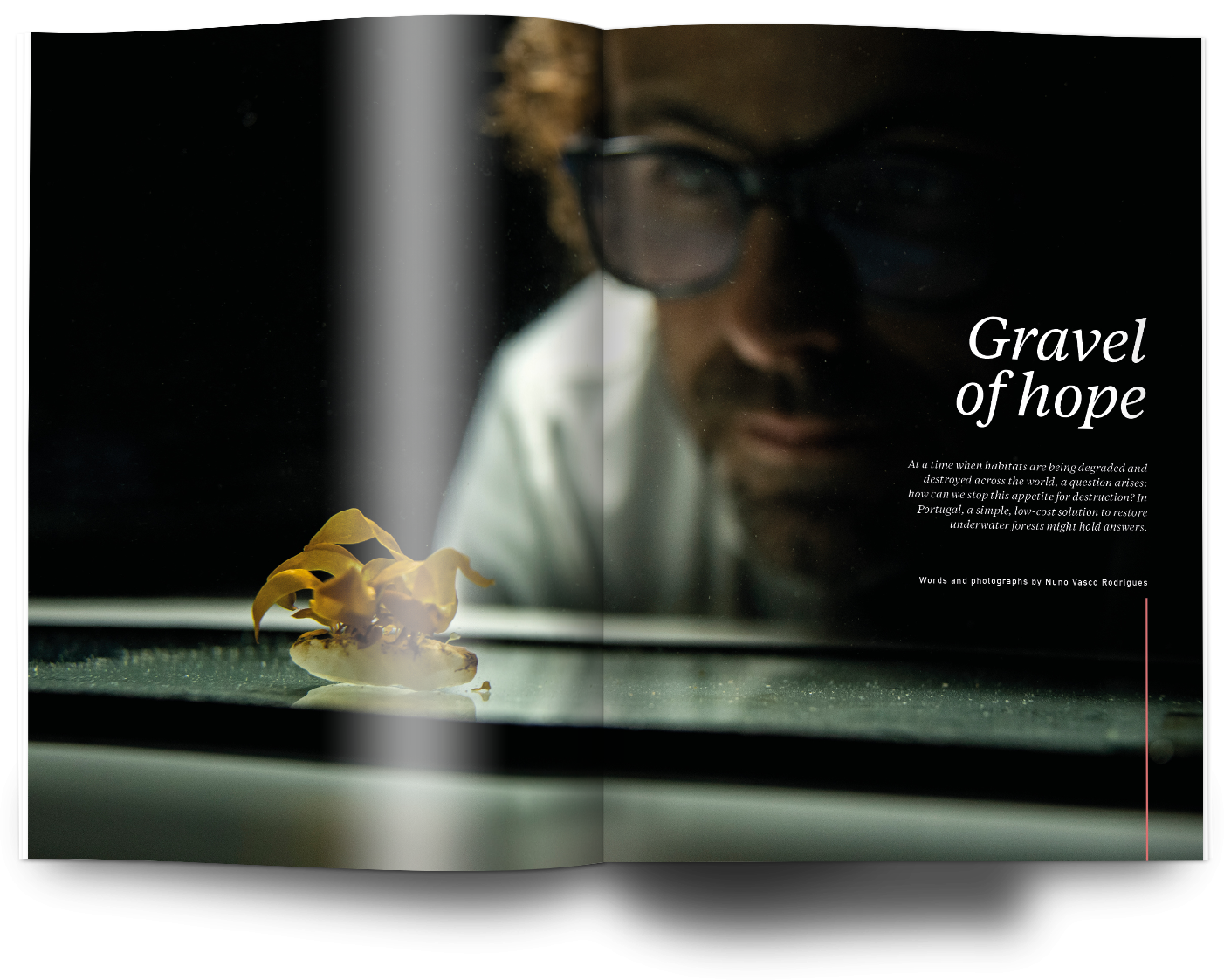 Issue 30 / Bleached - Oceanographic
