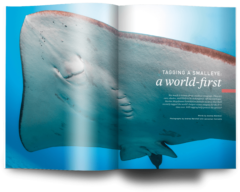 Issue 30 / Bleached - Oceanographic