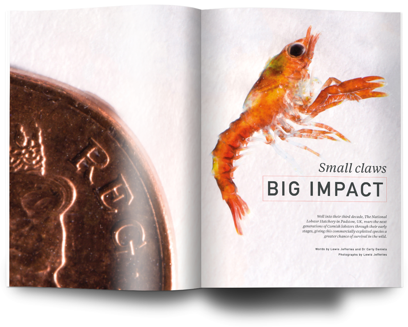 Issue 30 / Bleached - Oceanographic