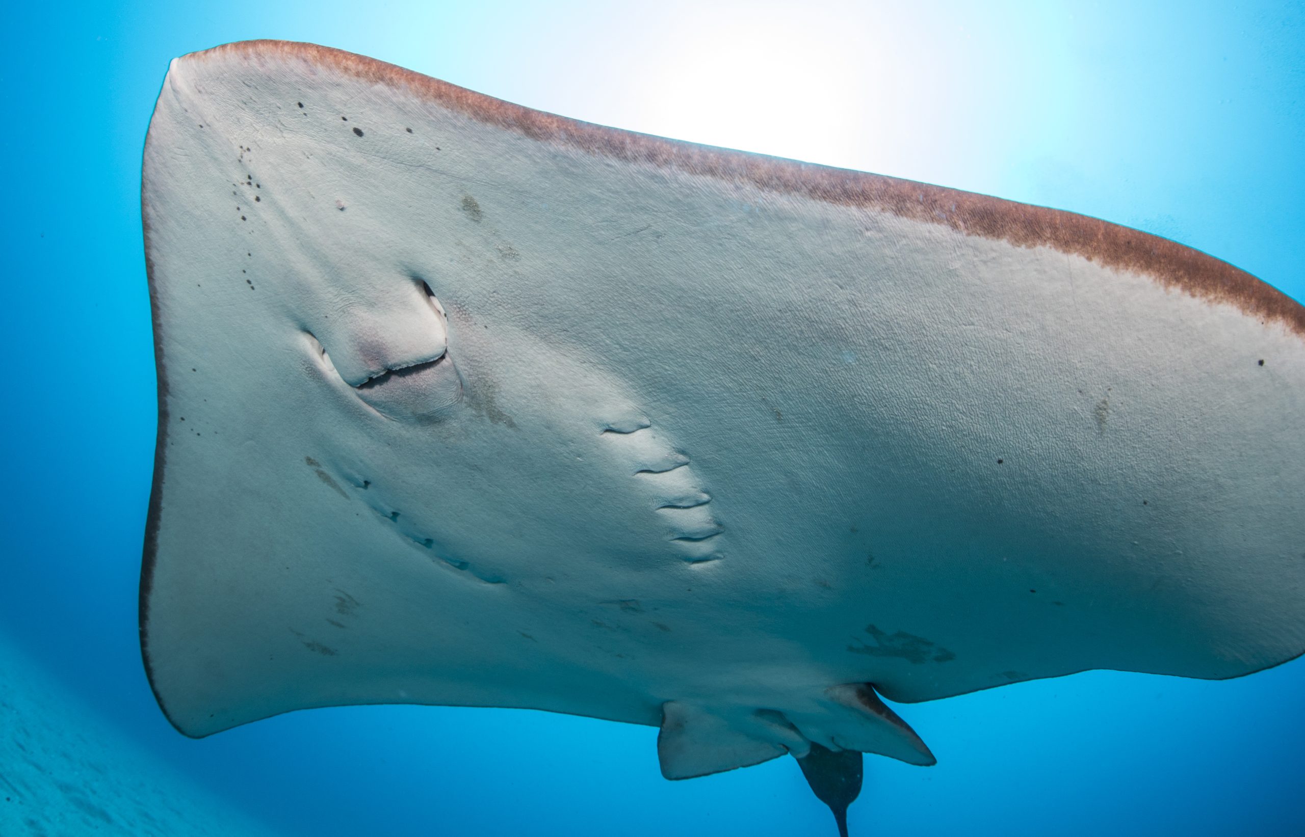 Tagging the first smalleye stingray - Oceanographic