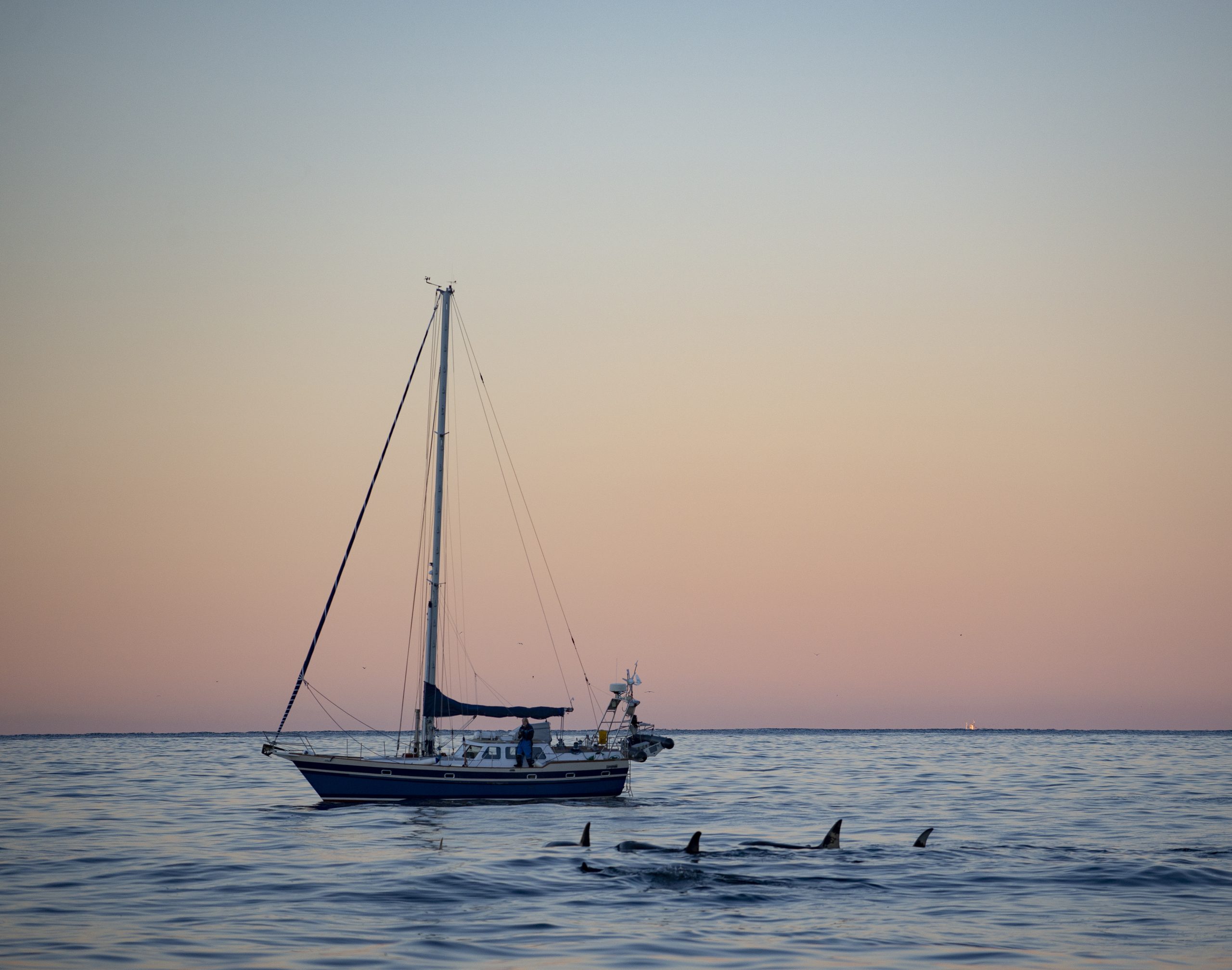 Orcas targeting sailing boats - Oceanographic
