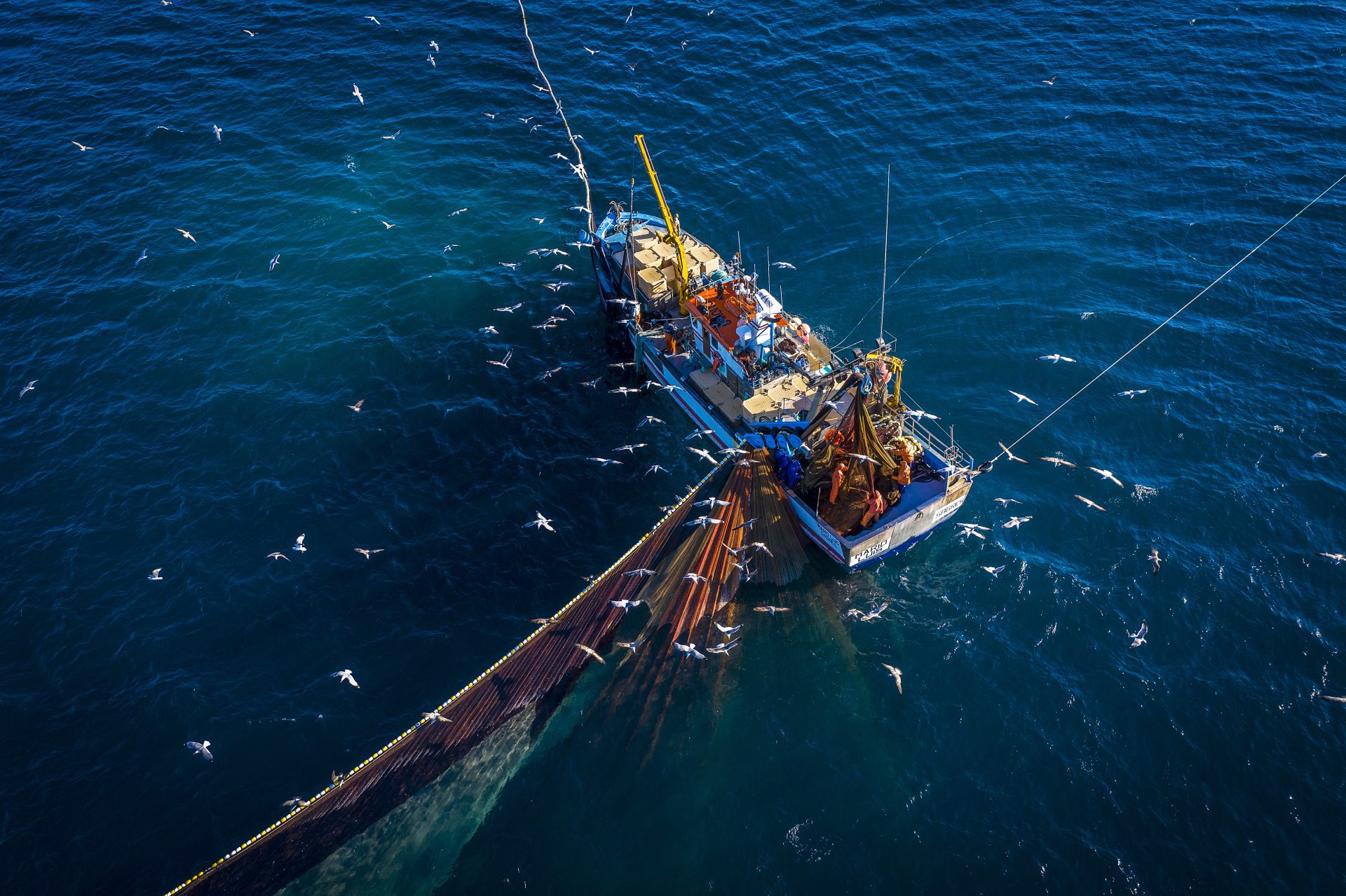 Protecting Portuguese sardines - Oceanographic